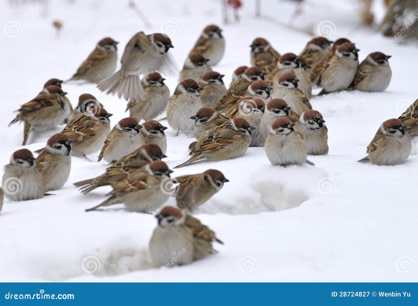 Een groep mussen stock afbeelding. Image of wild, ingezeten - 28724827