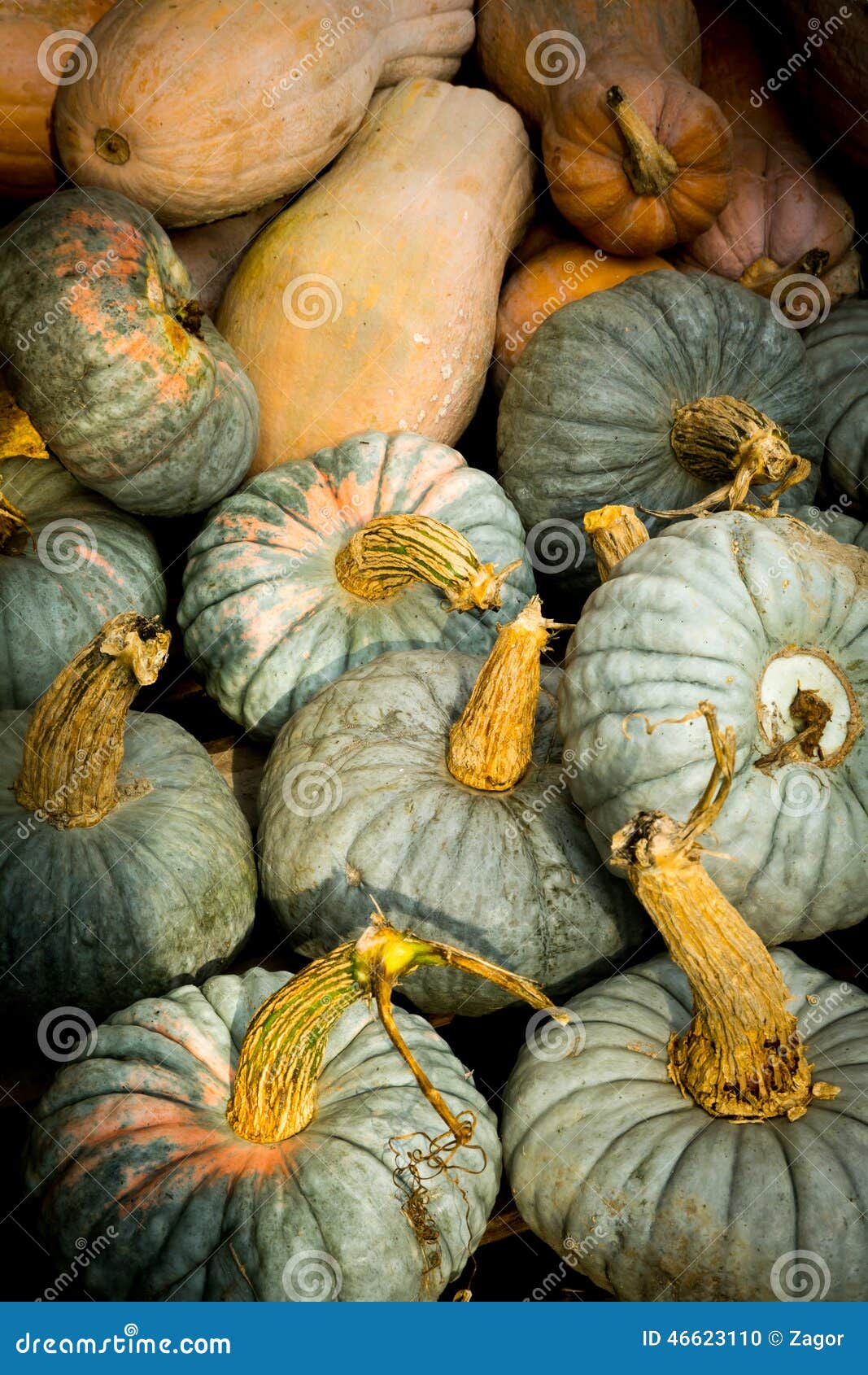 Een groep pompoenen stock foto. Image of plantaardig - 46623110