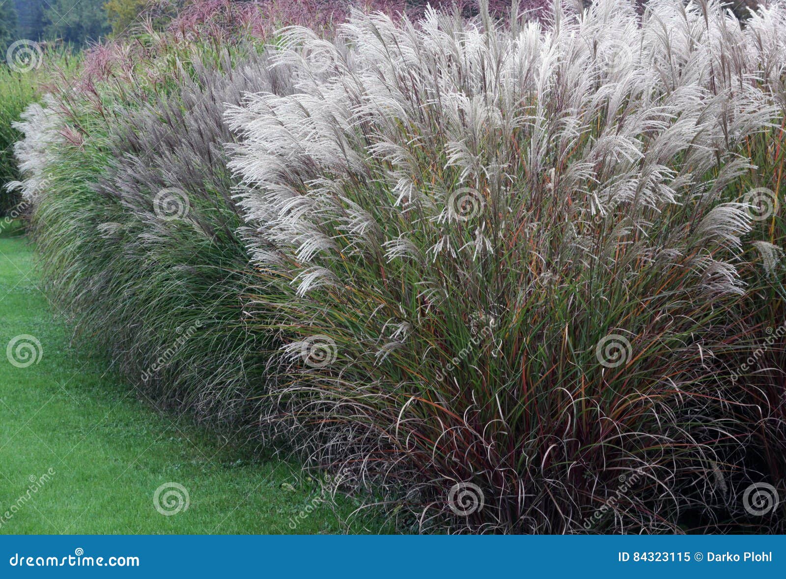 Een groep siergras stock afbeelding. Image of gras, groter - 84323115