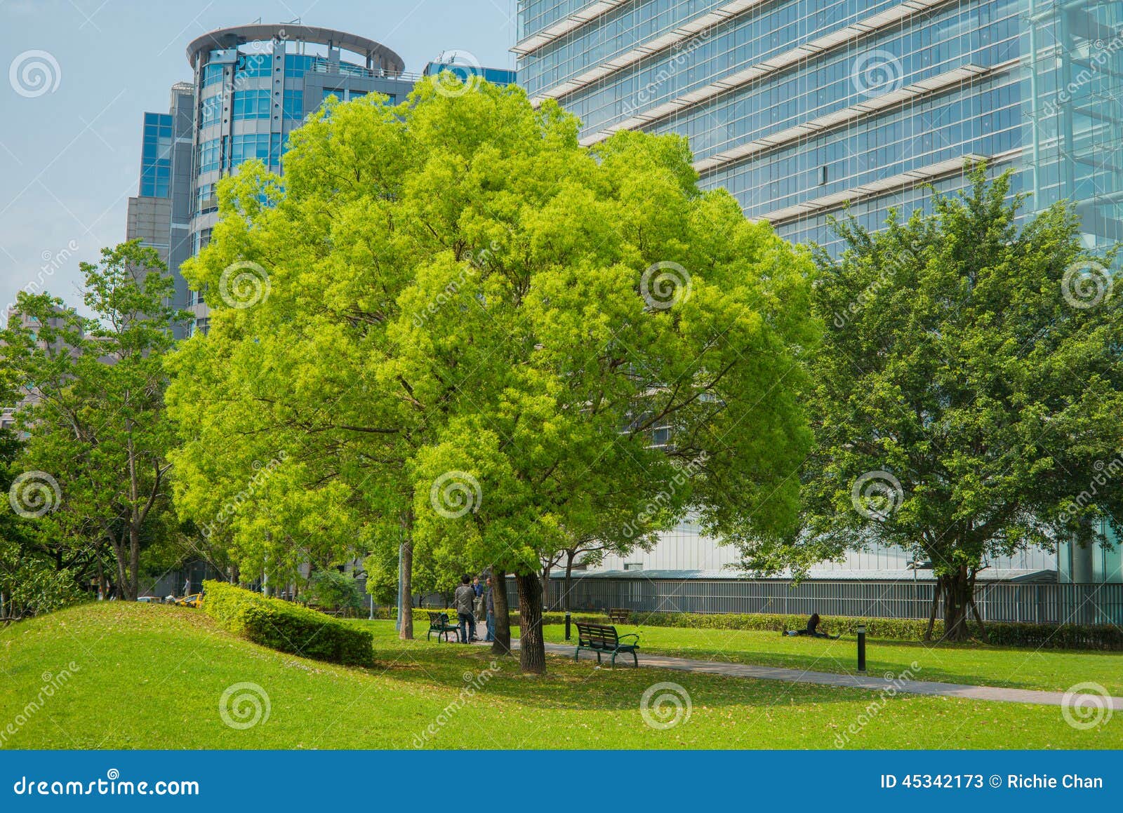 Een Grote Boom Met Groene Bladeren Stock Afbeelding - Image of groen ...