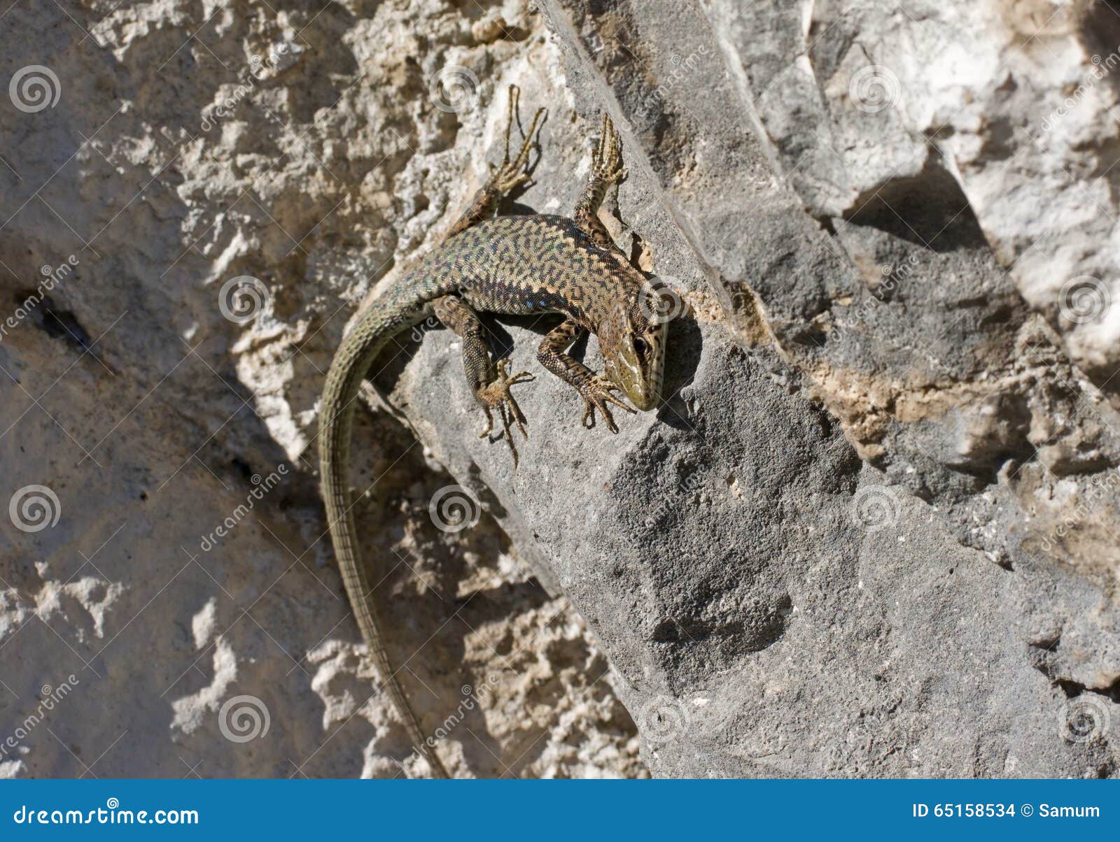 Een grote Hagedis stock foto. Image of staar, lichaam - 65158534