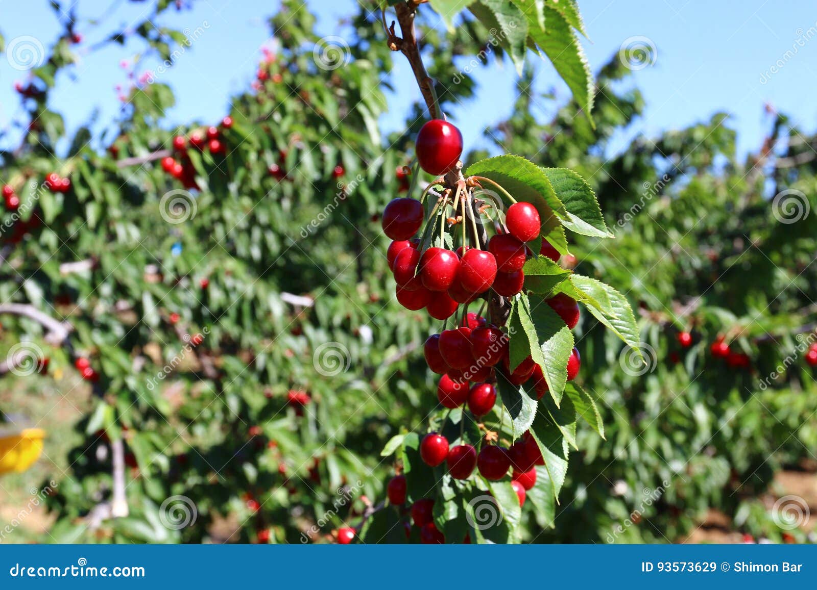 Een grote kersenboomgaard stock afbeelding. Image of zoet - 93573629