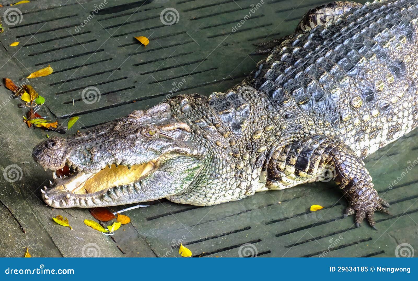 Een grote krokodil stock afbeelding. Image of groen, leer - 29634185