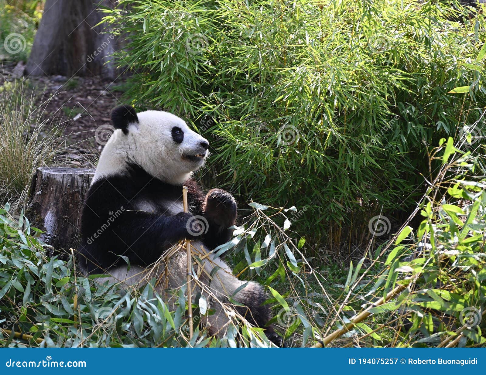 Een Grote Panda Eet Bamboe in Het Bos Stock Afbeelding - Image of dier ...