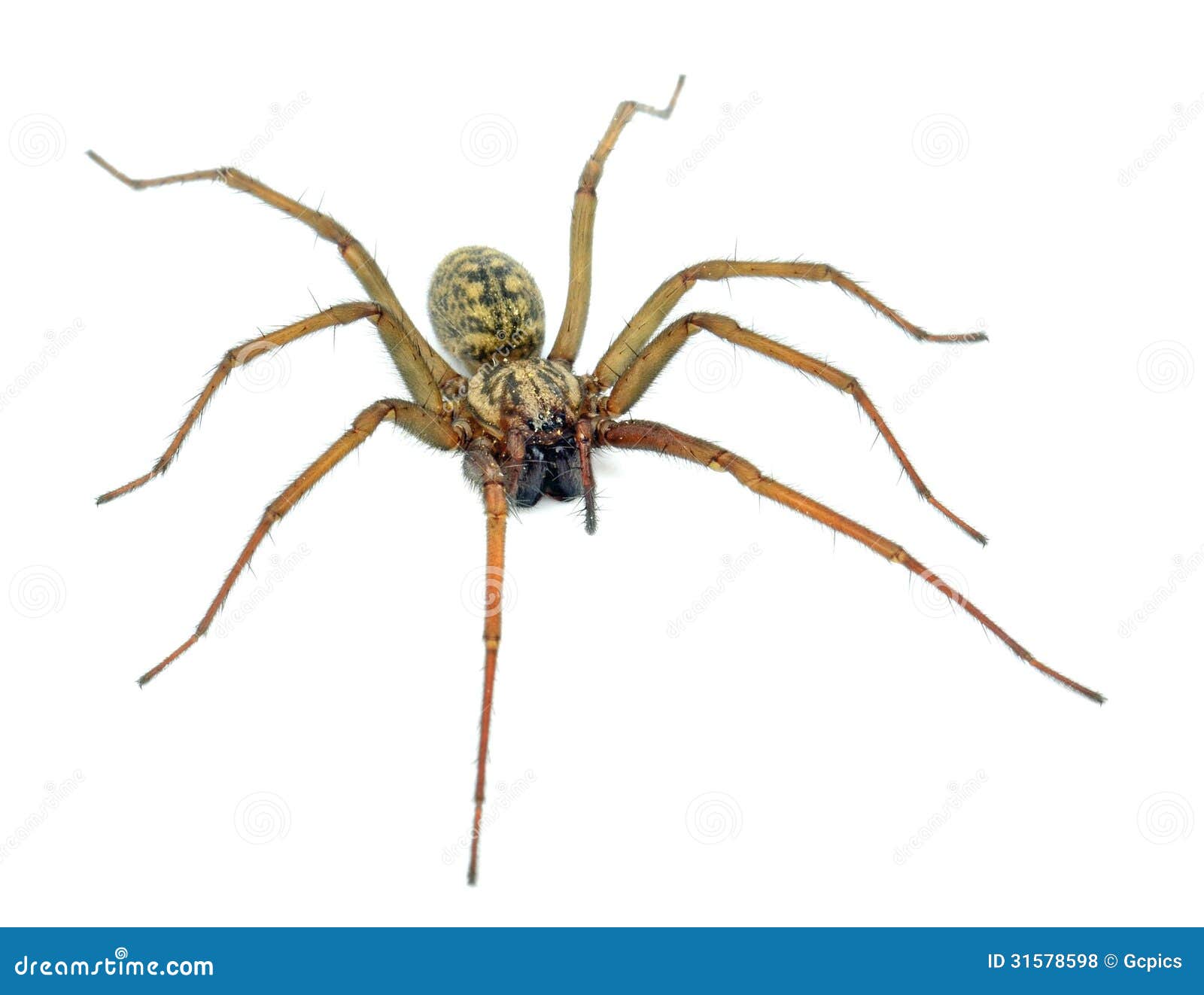 Een Grote Spin stock foto. Image of macro, spin, wild - 31578598