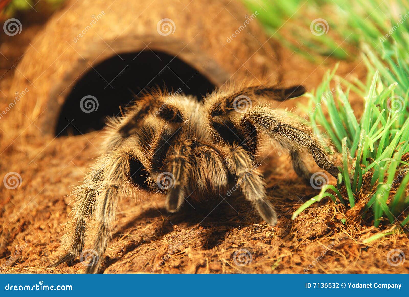 Een grote spin stock foto. Image of wildernissen, woestijn - 7136532