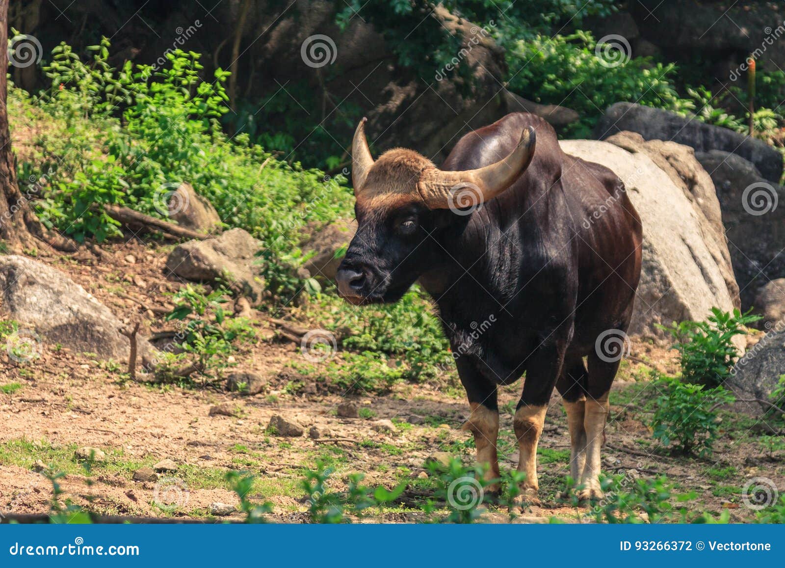 Een Grote Stier Met Grote Hoorn Status Stock Foto - Image of gezond ...