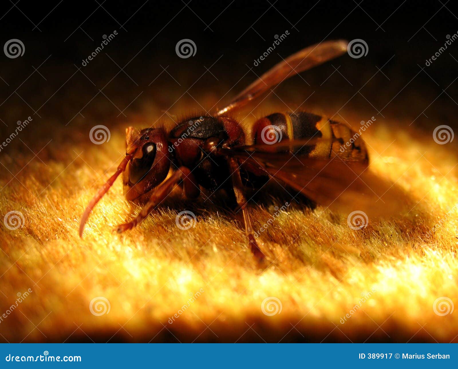 Een grote wesp stock afbeelding. Image of zoölogie, nave - 389917