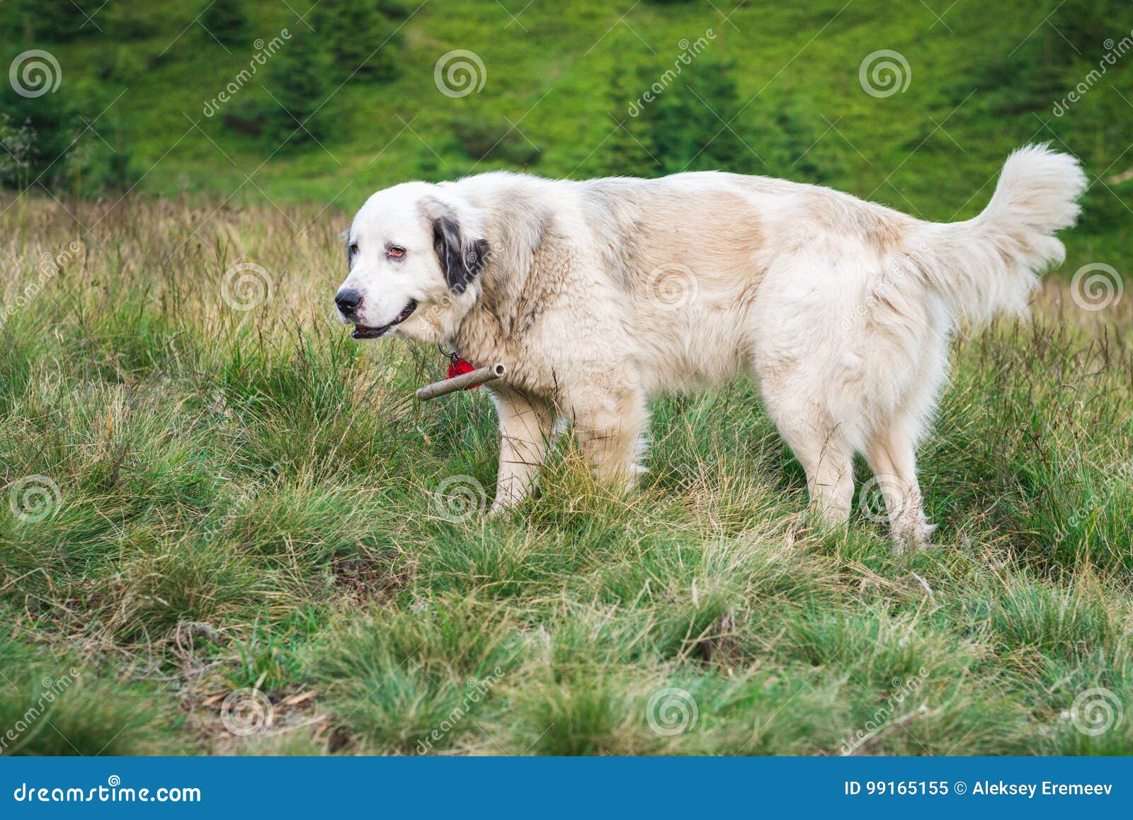 Een Grote Witte Hond Loopt in Aard Horizontaal Kader Stock Afbeelding ...