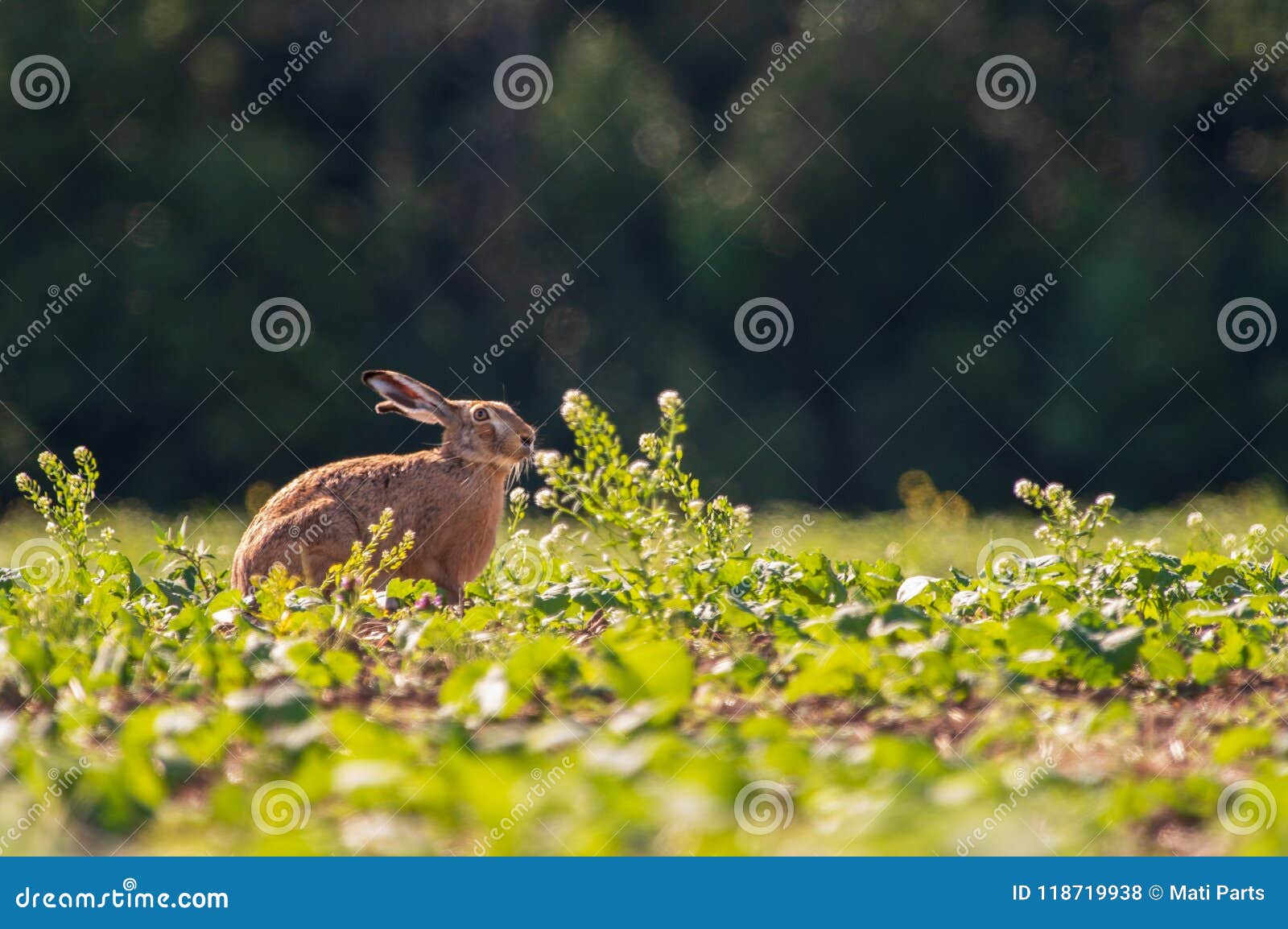 Een haas op een gebied stock foto. Image of alarm, dier - 118719938