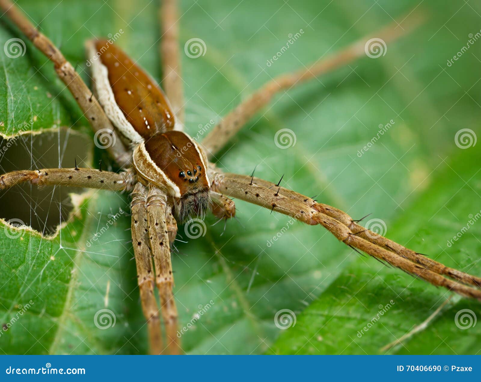 Een Harige Spin Alleen Op Een Blad Stock Foto - Image of spinachtige ...