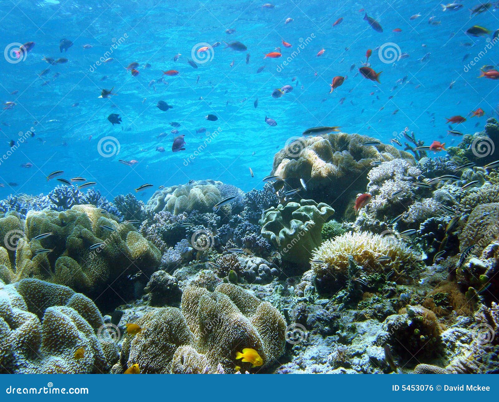 Een Helder Koraalrif Stort Met Het Leven. Stock Foto - Image of koraal ...