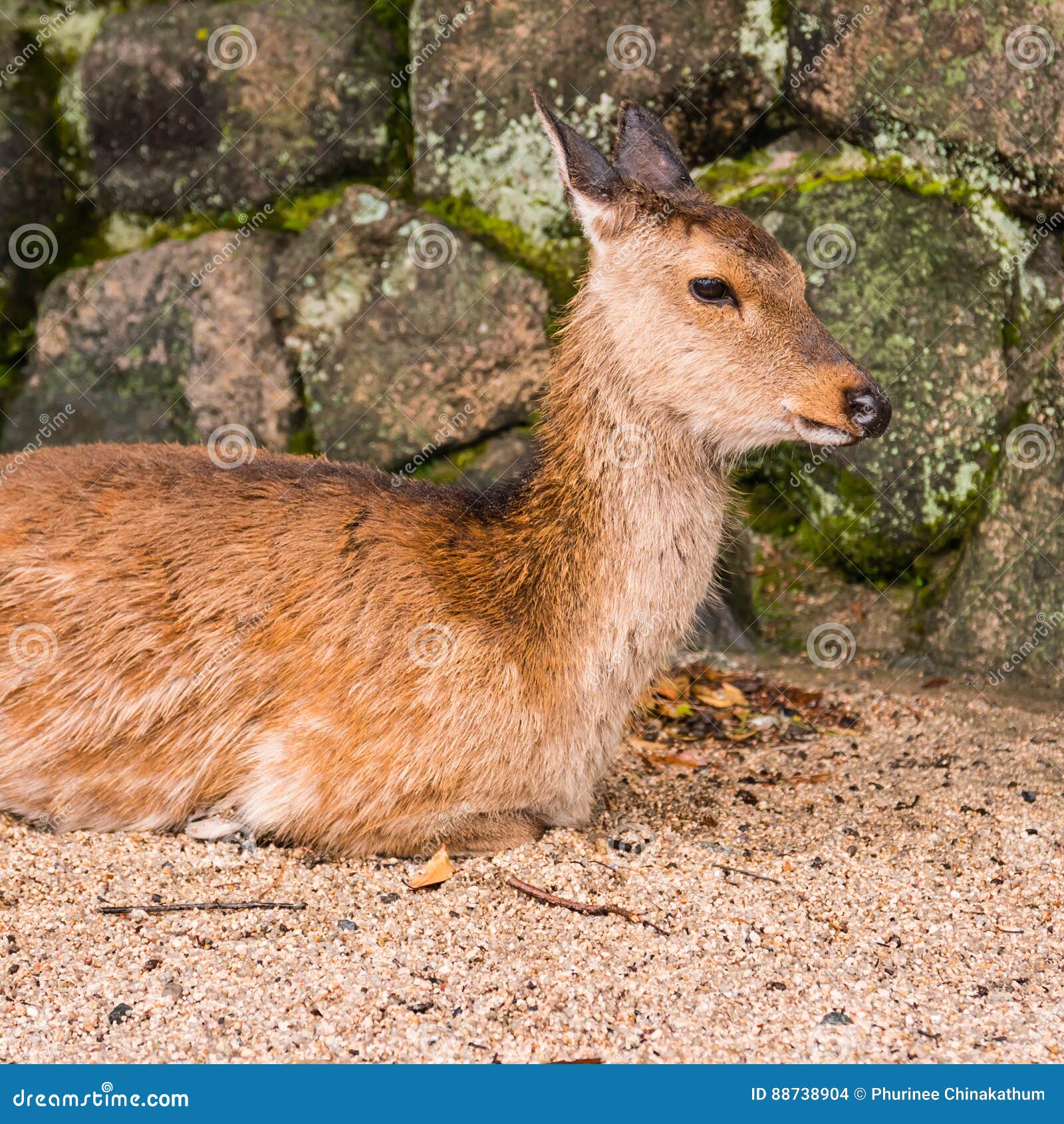 Een Hert Op Miyajima-eiland Stock Foto - Image of oriëntatiepunt ...