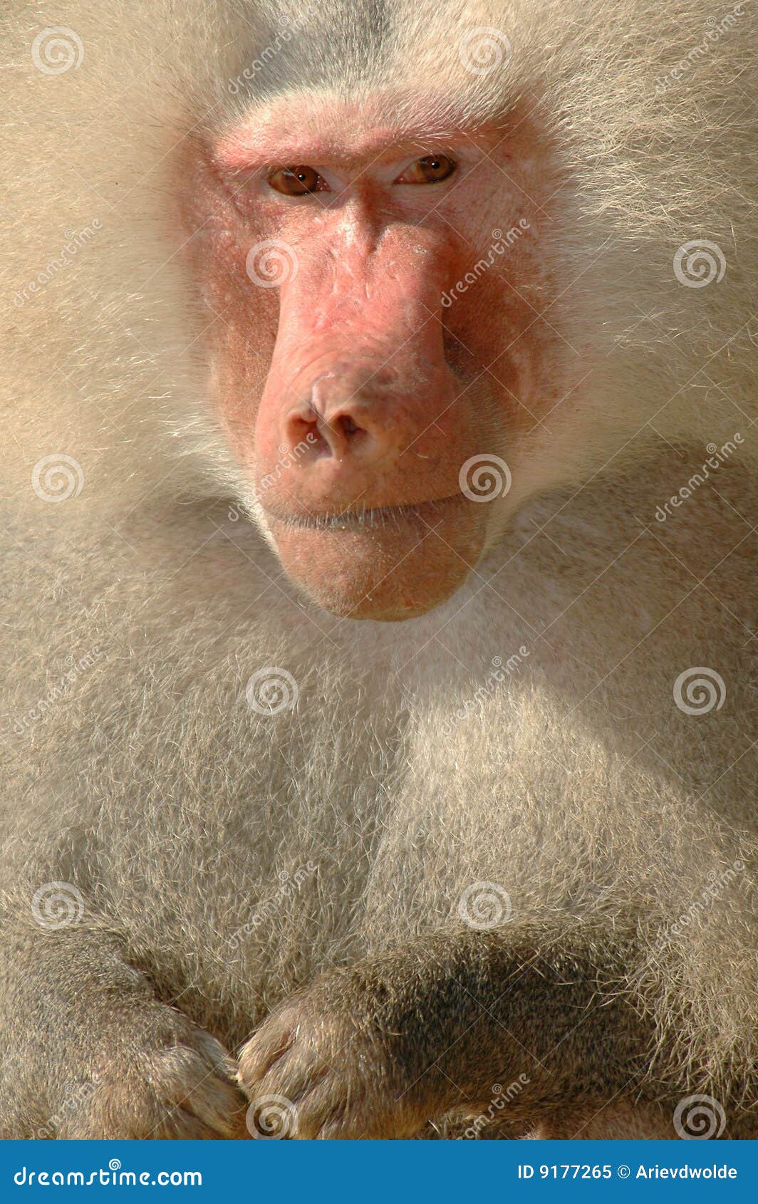 Een het kijken baviaan stock afbeelding. Image of roze - 9177265