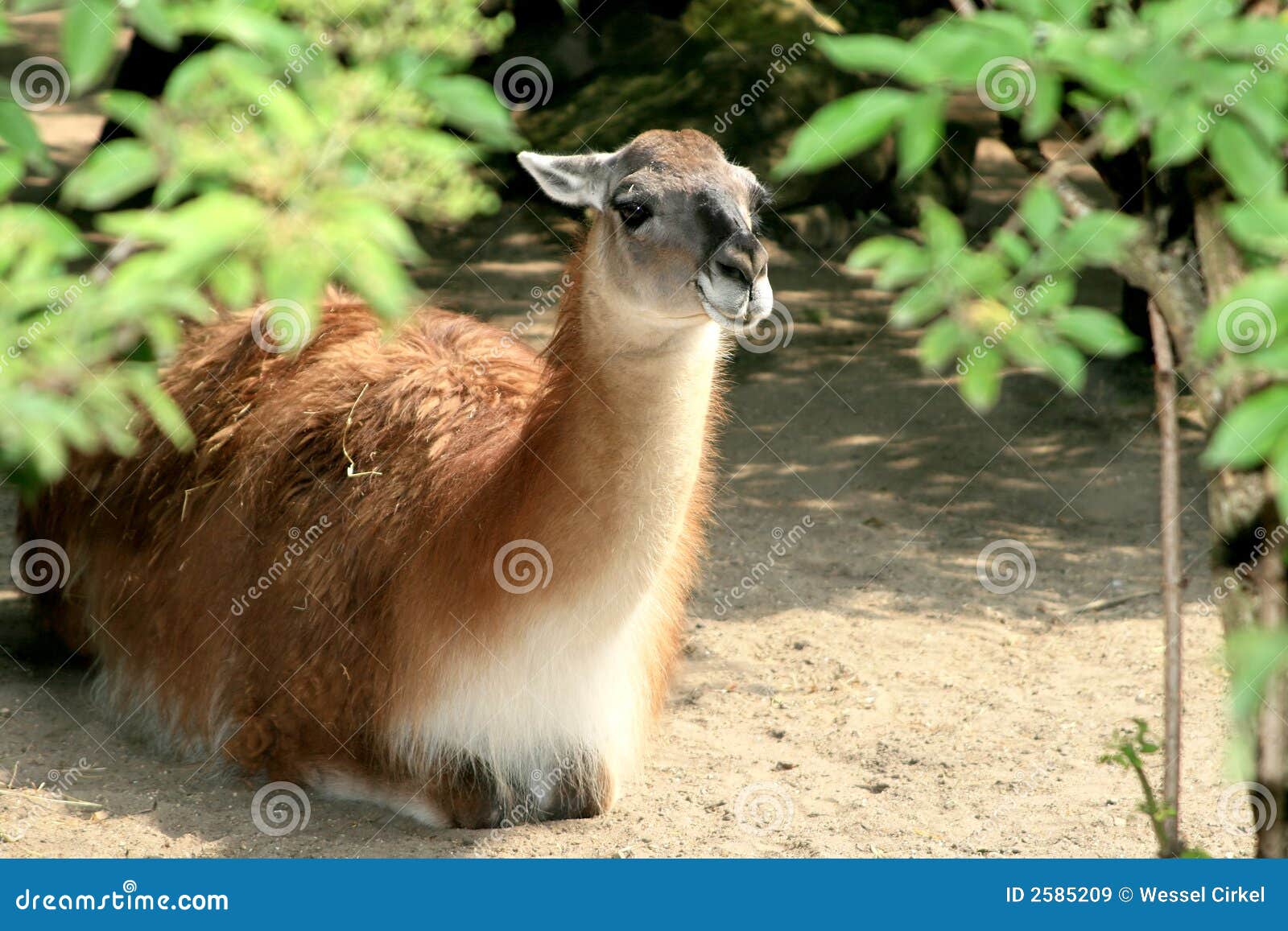 Een Het Liggen Lama (Guanaco) Stock Afbeelding - Image of nave ...