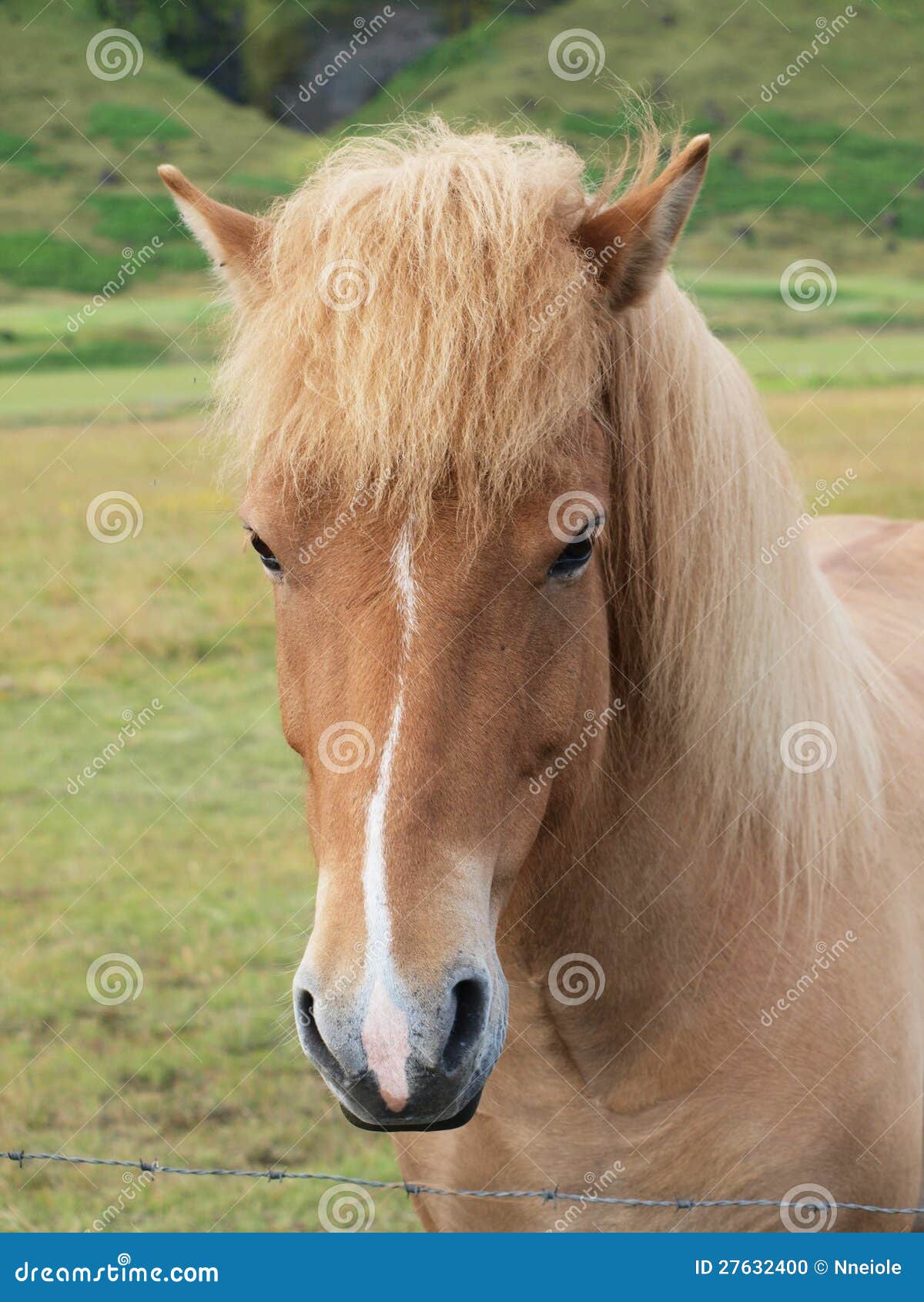 Een Hoofd Van Een Bruin Paard Stock Foto - Image of openlucht, zuring ...
