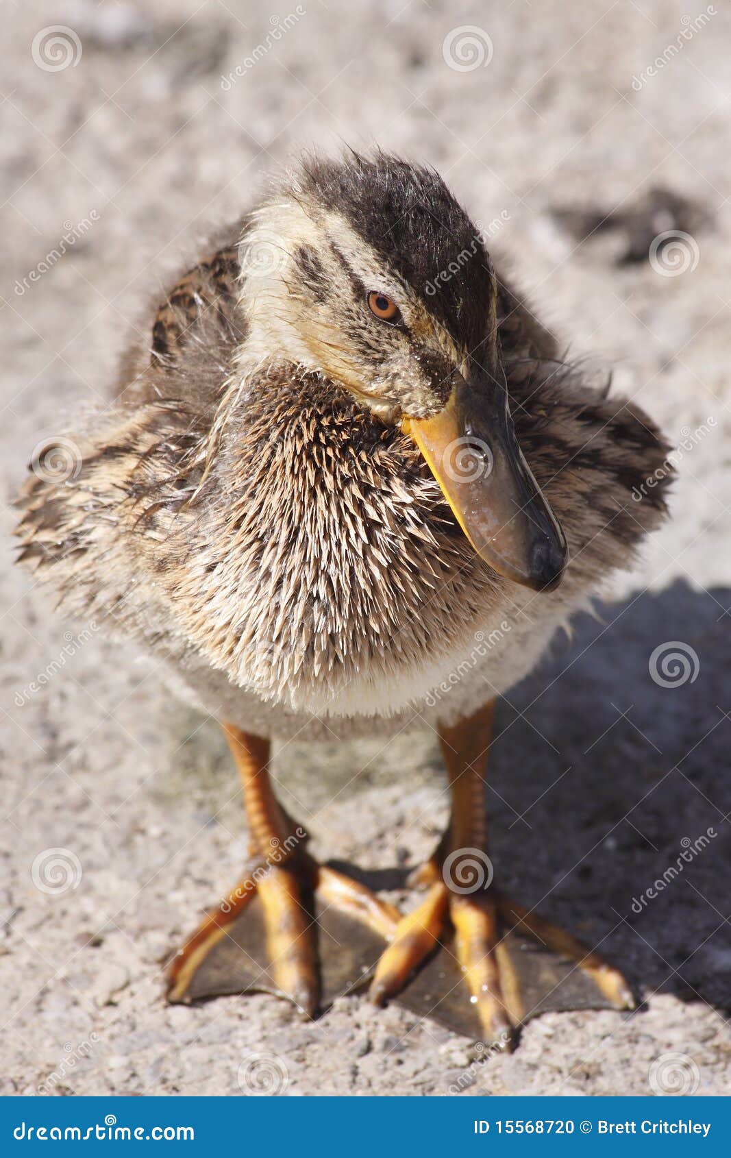 Een Jonge Eend Van De Wilde Eend Stock Foto - Image of gelukkig, veer ...