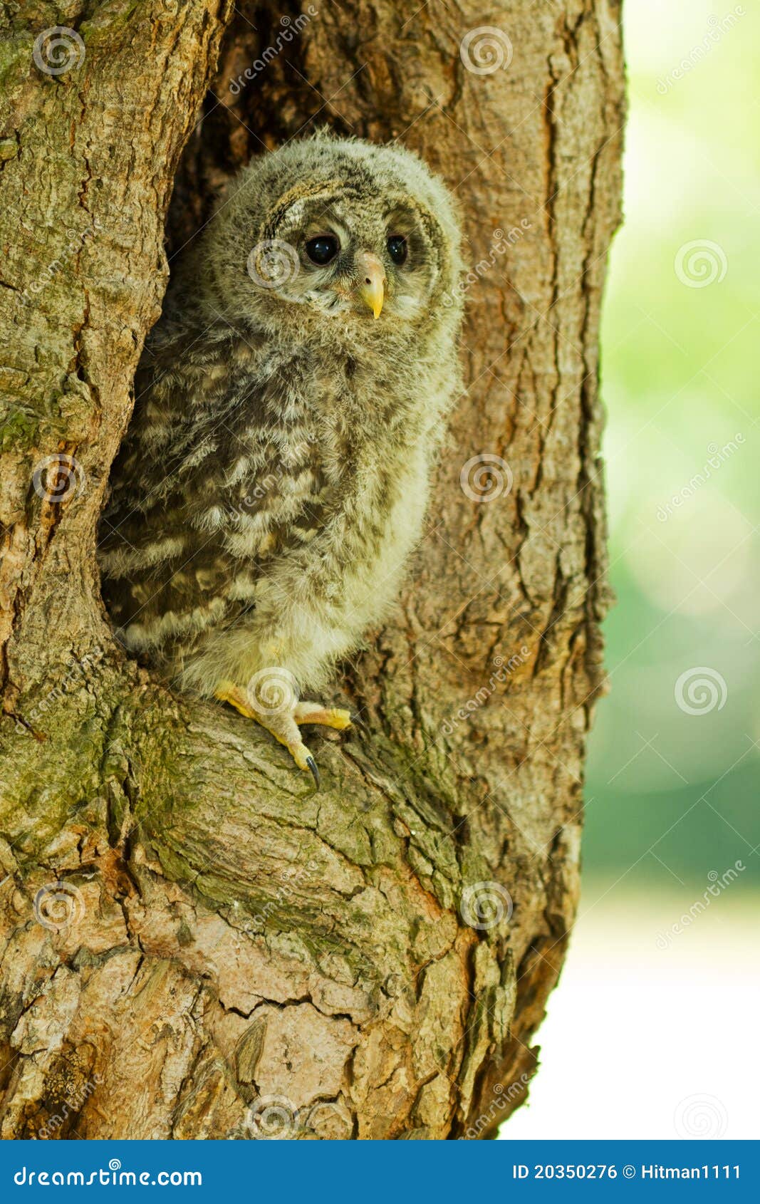 Een jonge Uil Ural stock foto. Image of dier, naughty - 20350276