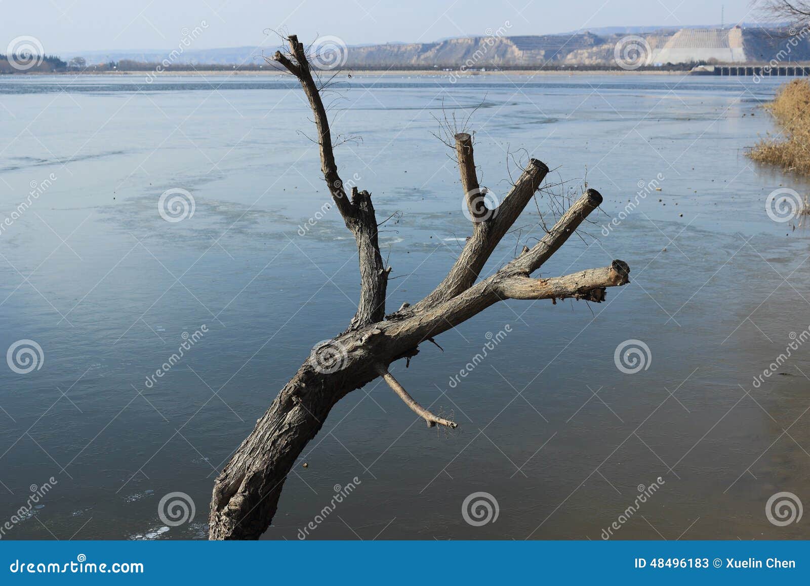 Een kale boom stock afbeelding. Image of vertakking, levenloos - 48496183