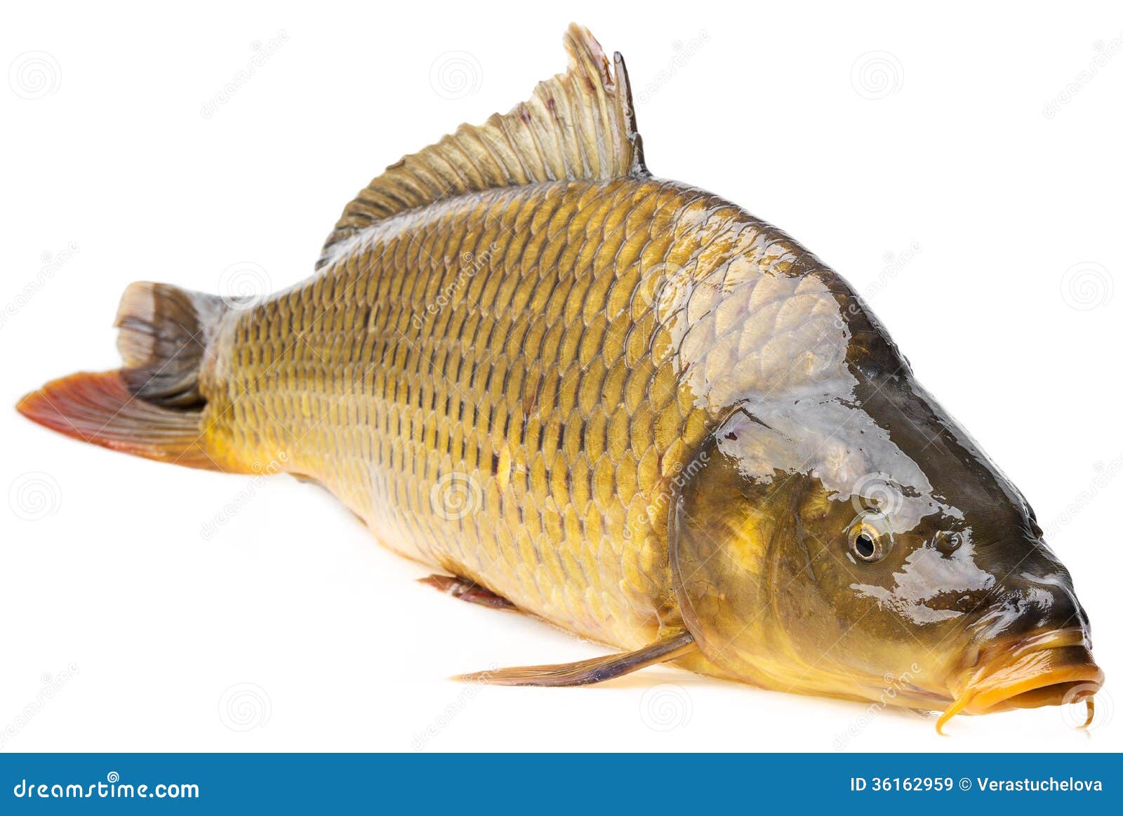 Een karper stock afbeelding. Image of visserij, vlees - 36162959