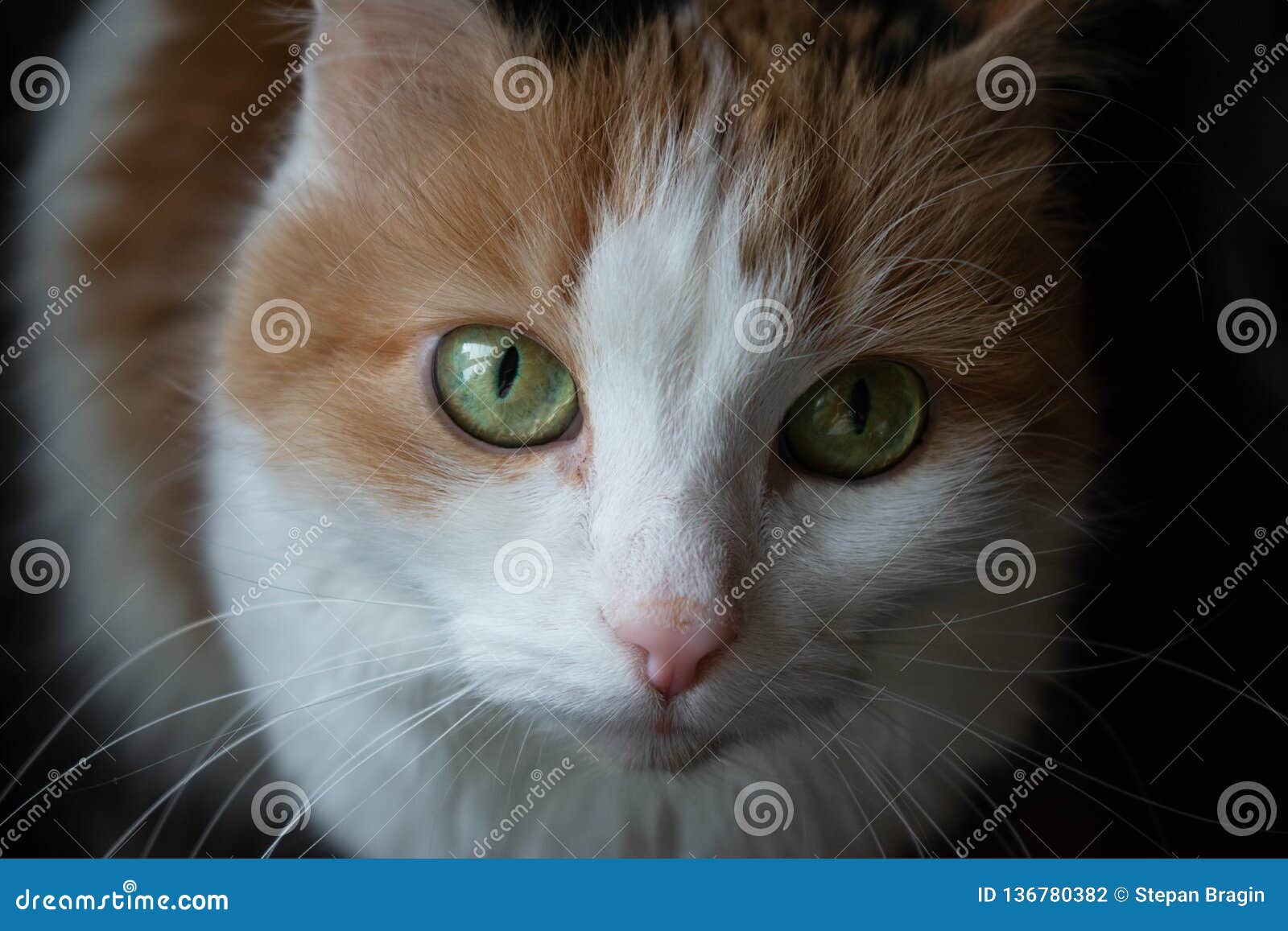 Een kat met groene ogen stock foto. Image of vaag, nave - 136780382