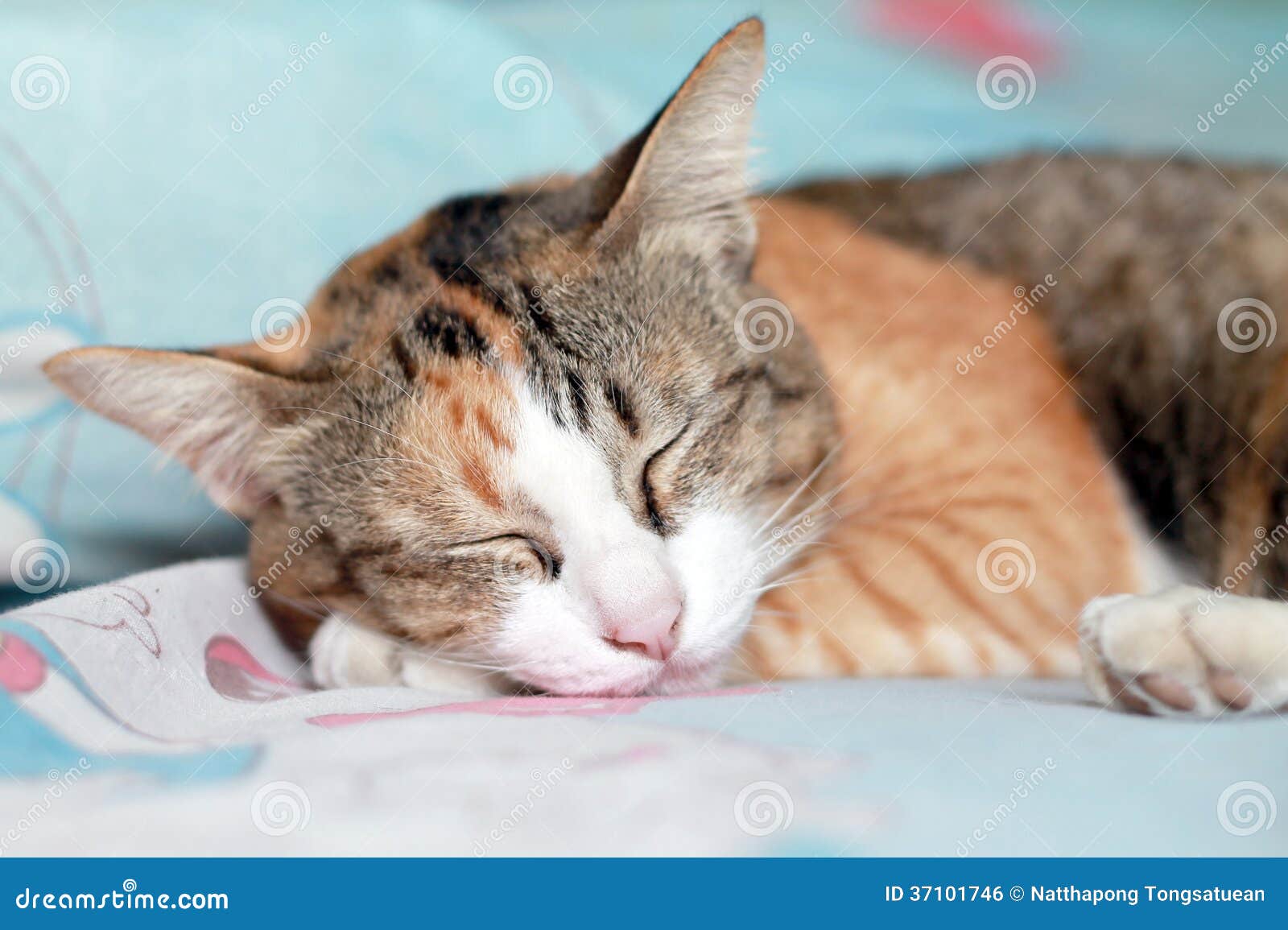 Een kat slaapt. stock foto. Image of slaap, gezicht, kijken - 37101746