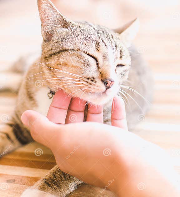 Een kat slaapt stock afbeelding. Image of vloer, verward - 72062453