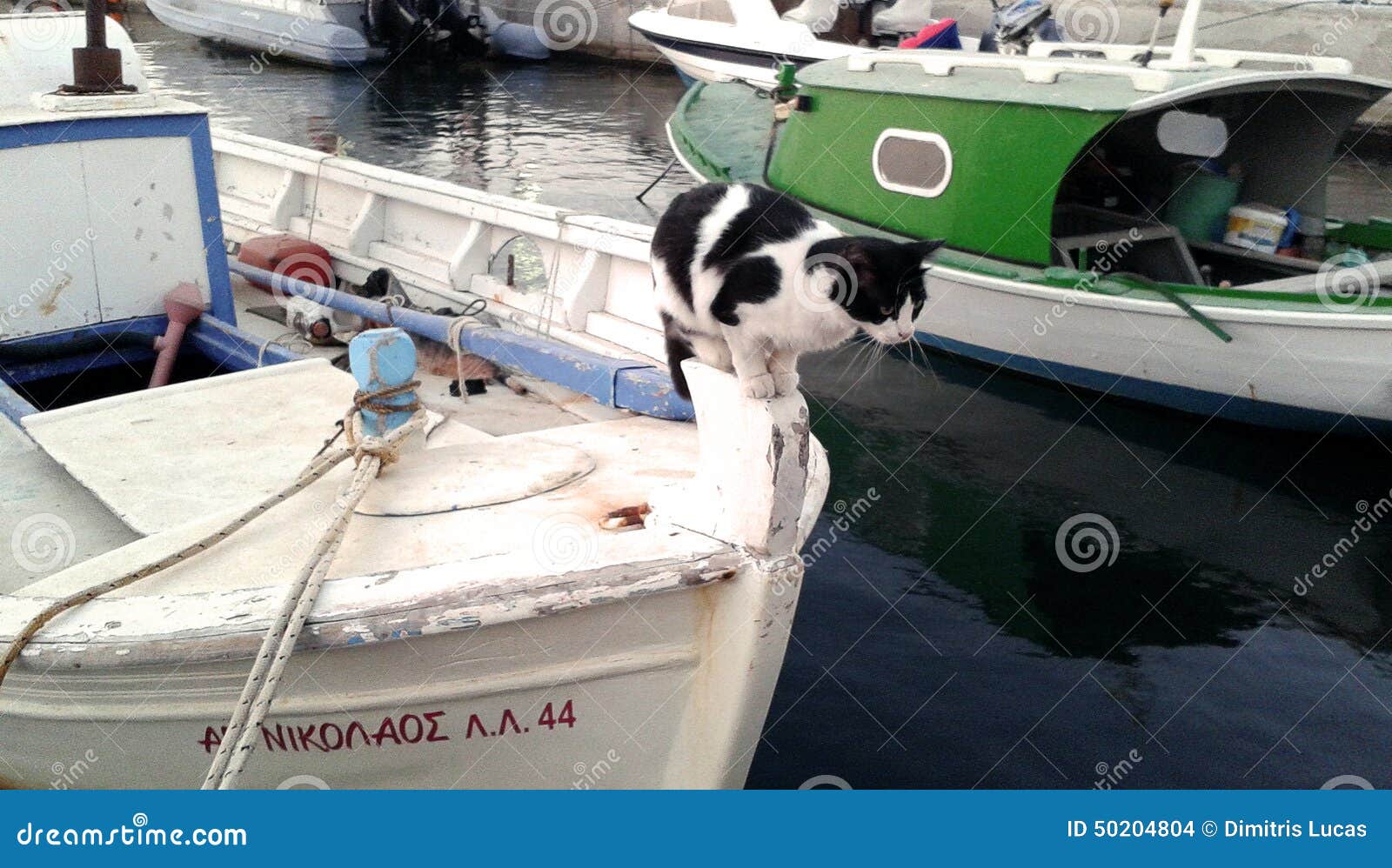 Een Kat Springt Uit Een Boot Redactionele Stock Afbeelding - Image of ...