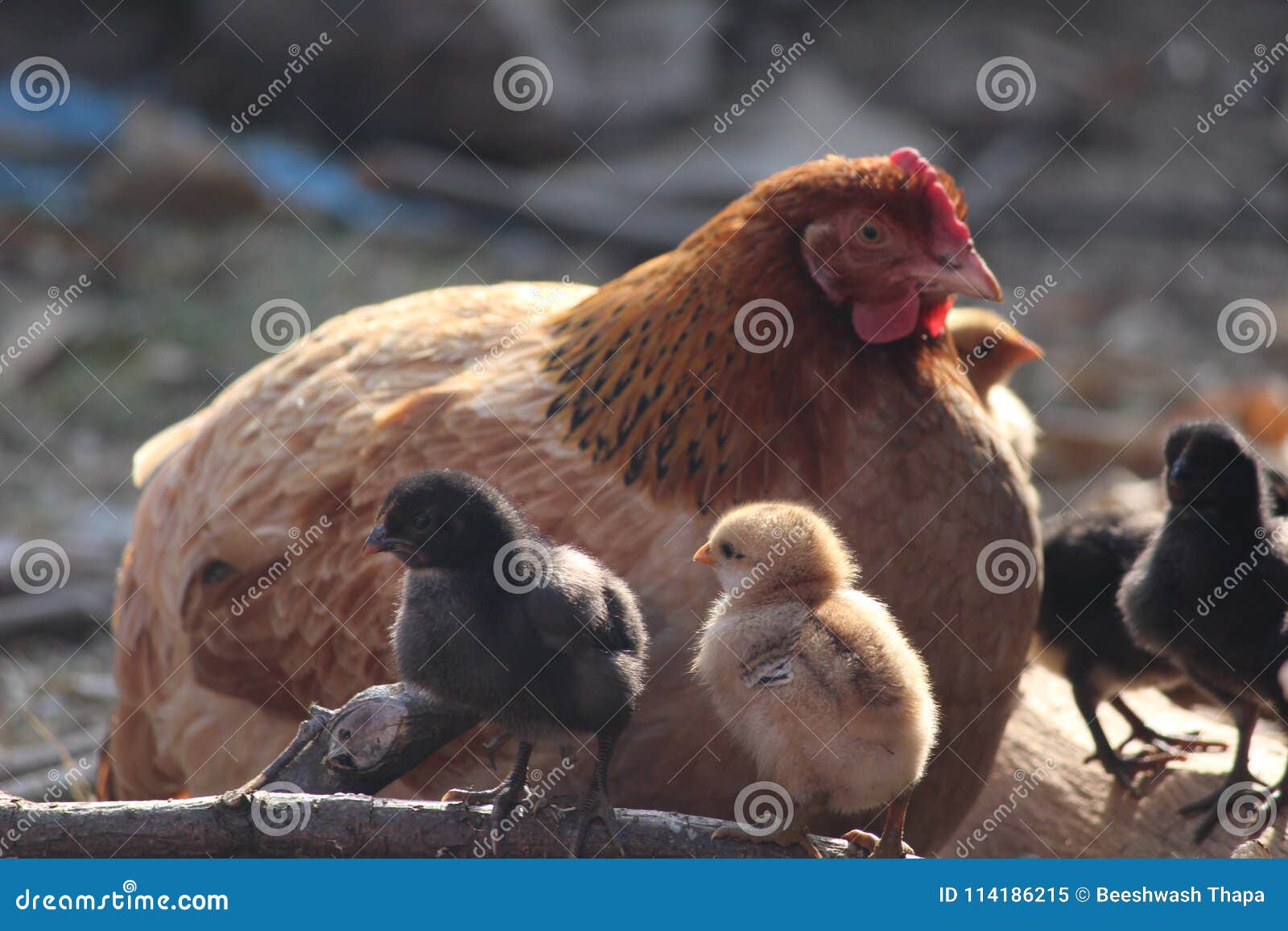 Een kip met de kuikens stock afbeelding. Image of perfect - 114186215