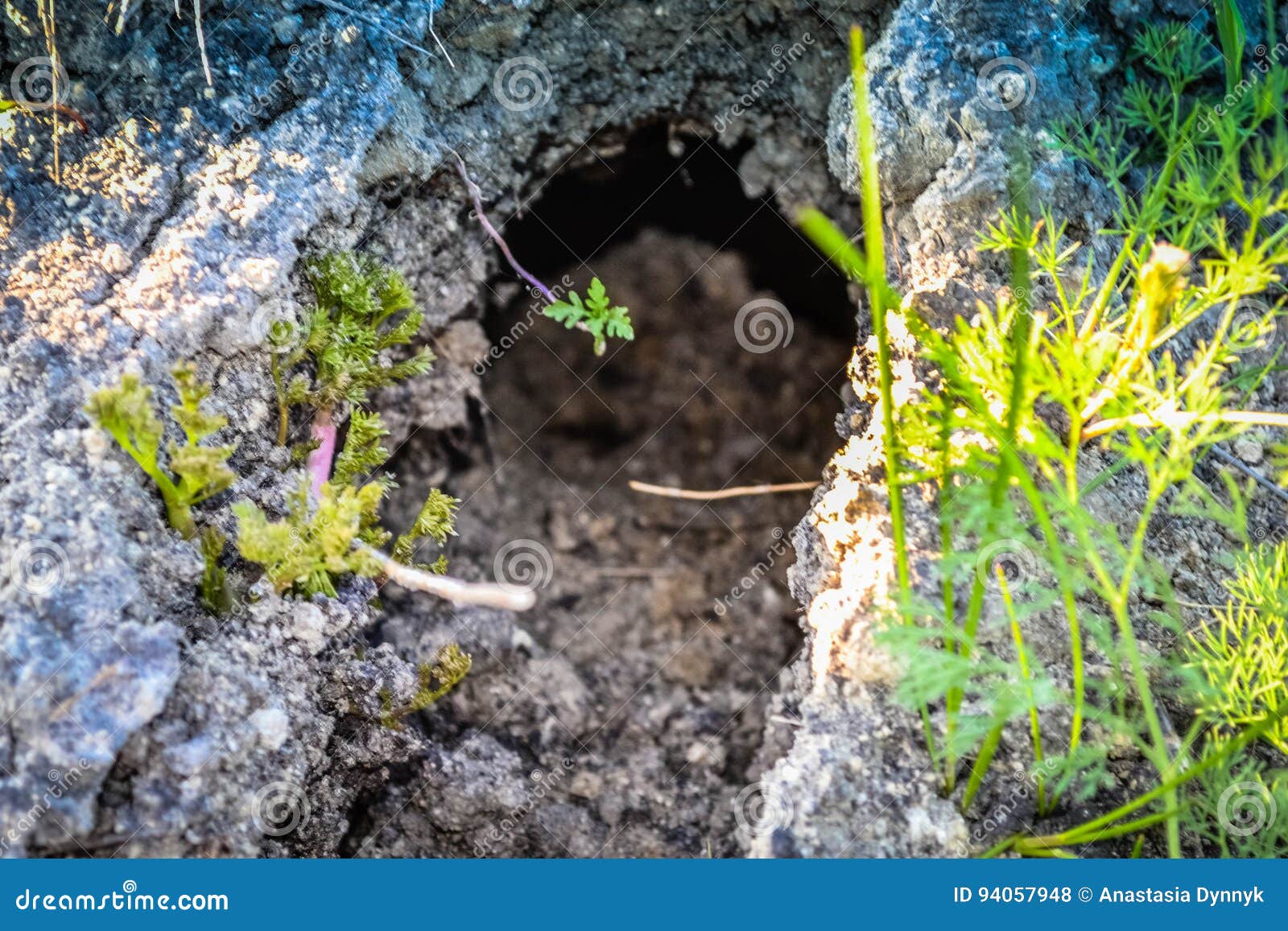 Een Klein Hol in De Grond Met Mos En Korstmos Stock Foto - Image of ...