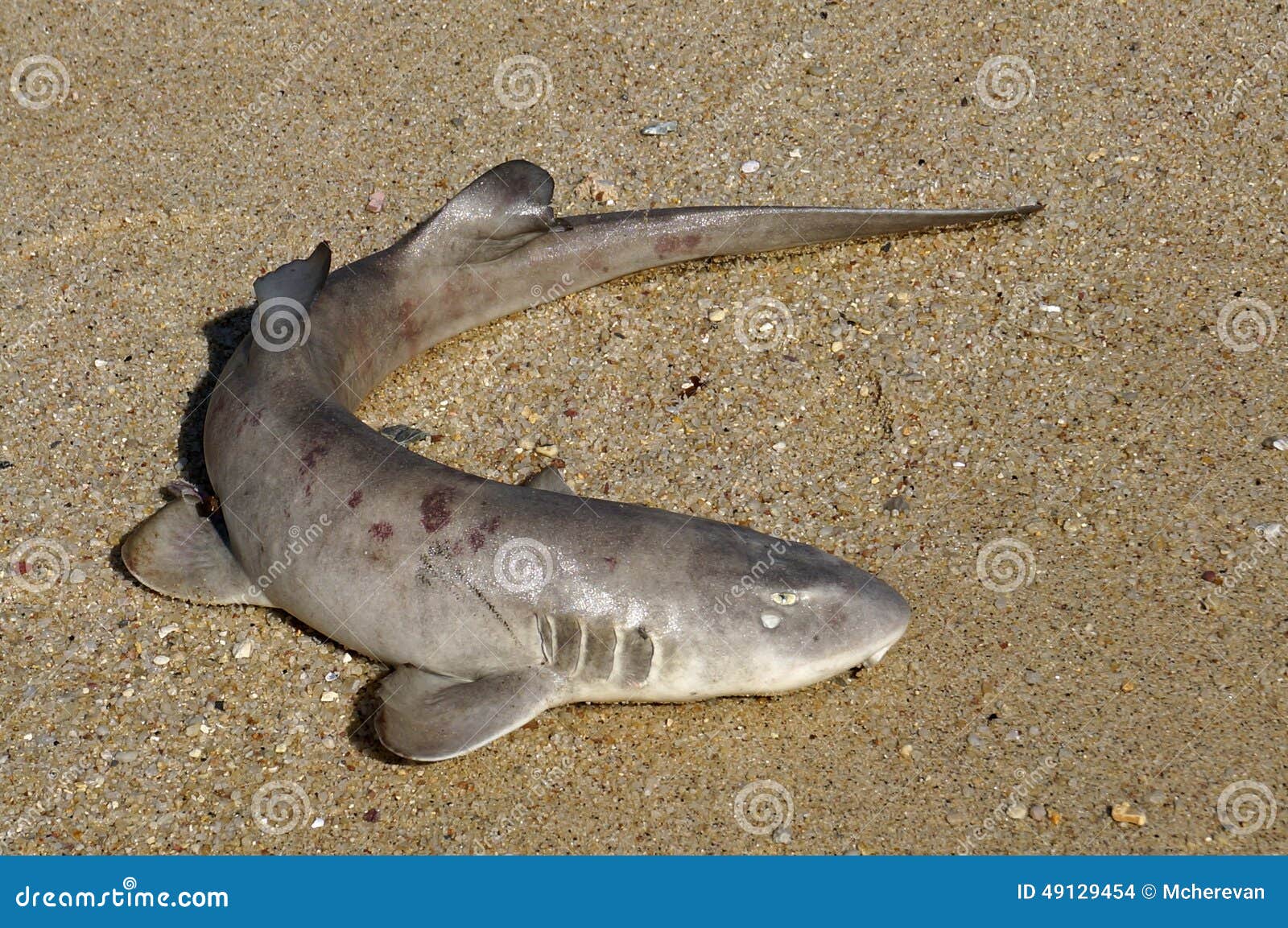 Een Kleine Dode Haai Op De Kust Stock Foto - Image of dood, visserij ...