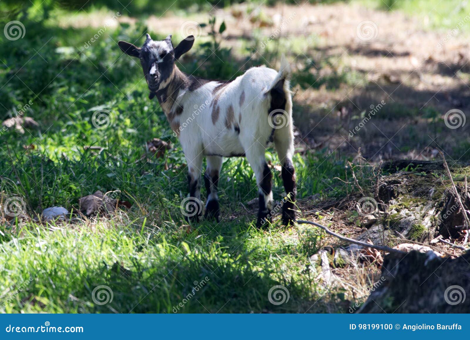 Een kleine geit stock foto. Image of uitziend, één, vriendschappelijk ...