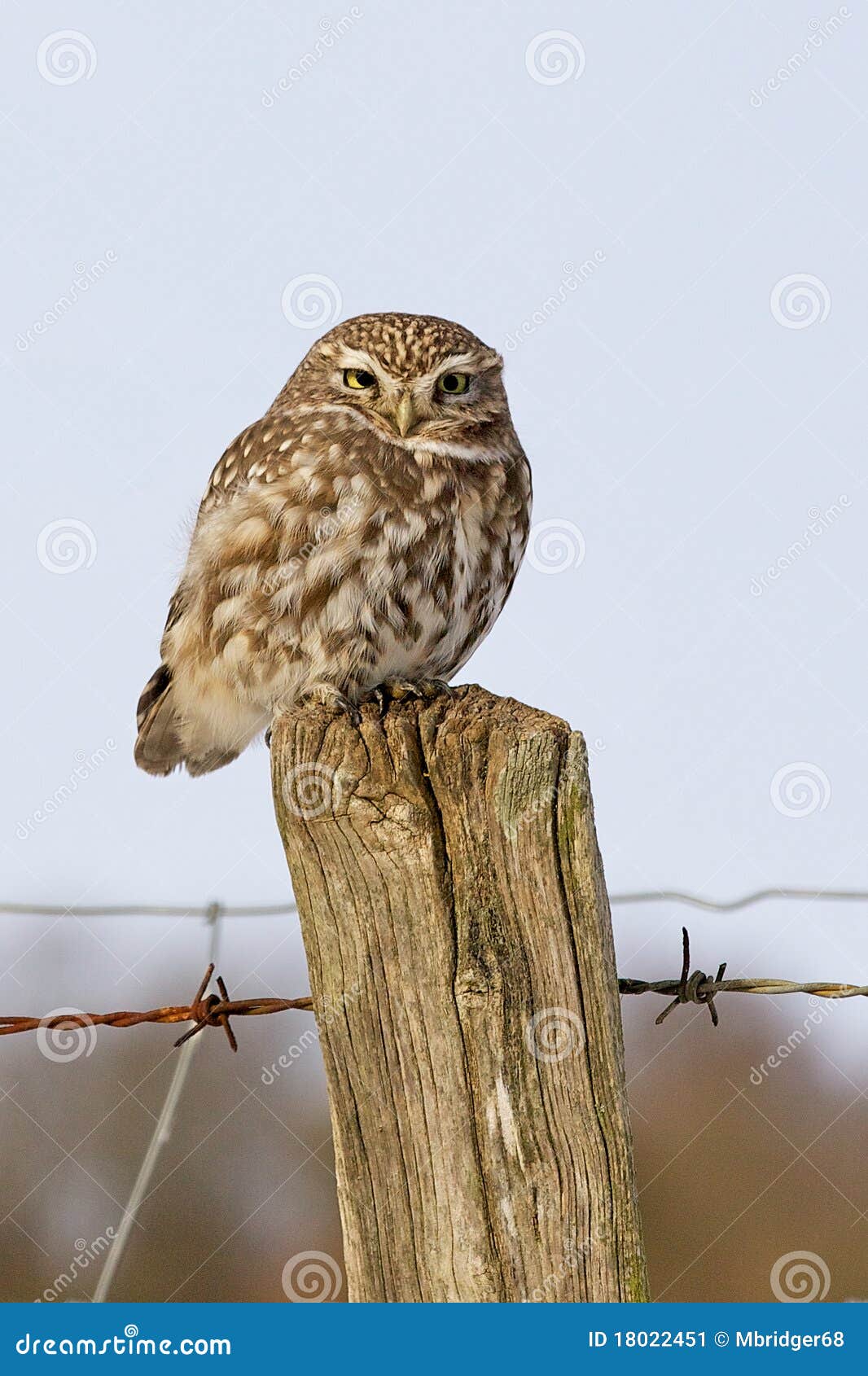 Een kleine uil stock afbeelding. Image of vogel, dier - 18022451