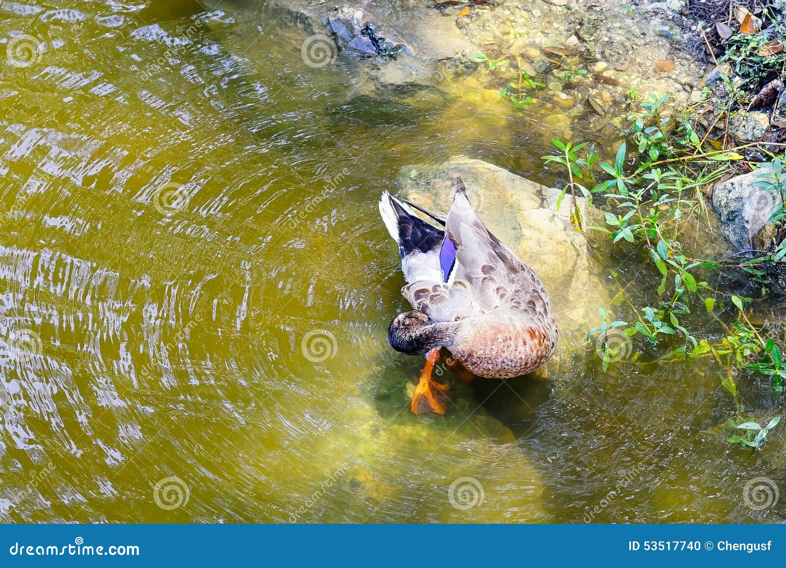 Een Kleurrijke Eend is Veer Het Pikken Stock Foto - Image of zijn ...