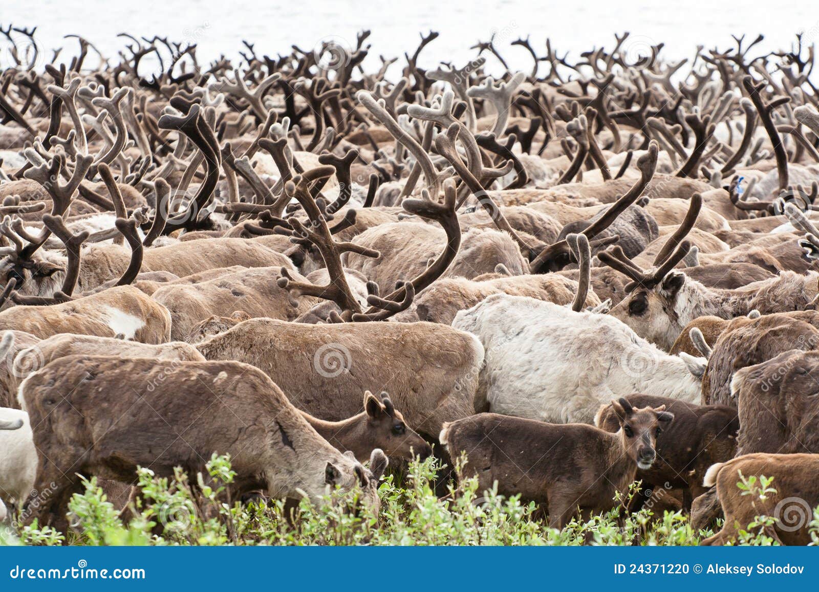 Een kudde van rendier stock foto. Image of wild, hoed - 24371220