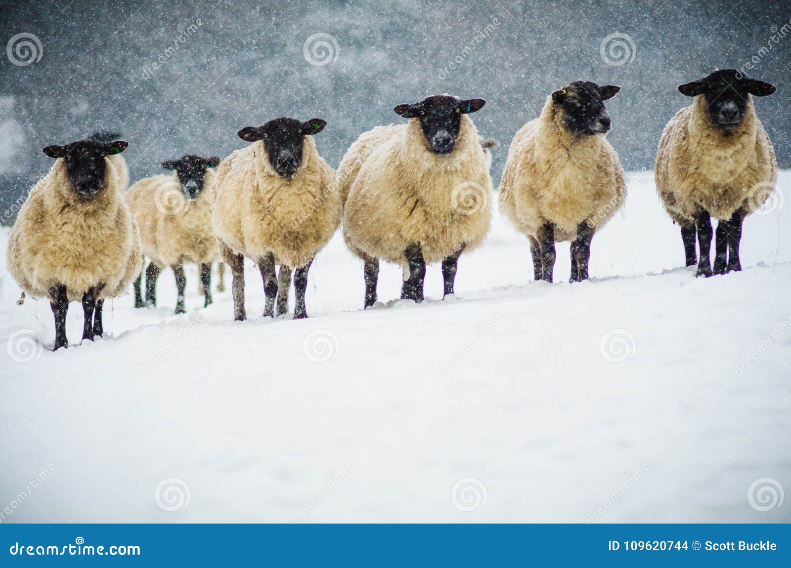 Een Kudde Van Schapen in De Sneeuw Stock Foto - Image of schapen, vond ... Een Kudde Van Schapen in De Sneeuw Stock Foto - Image of schapen, vond ...