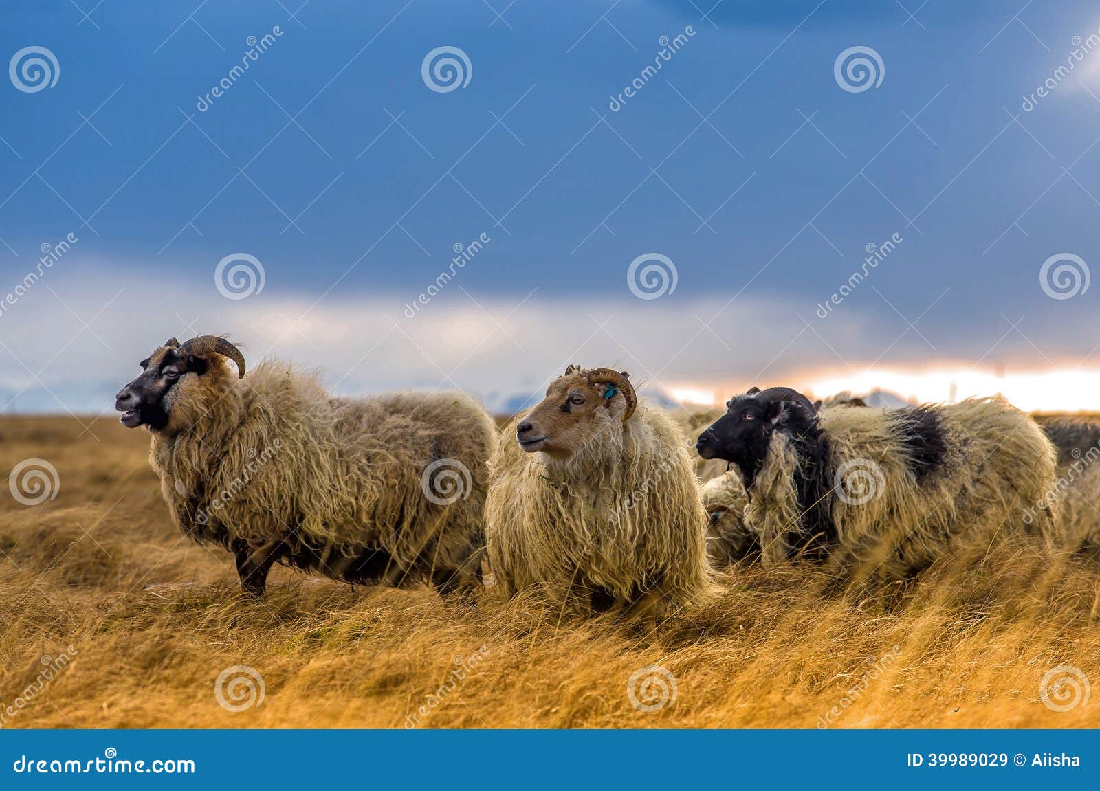 Een Kudde Van Schapen Op Een Gebied Stock Afbeelding - Image of ... Een Kudde Van Schapen Op Een Gebied Stock Afbeelding - Image of ...