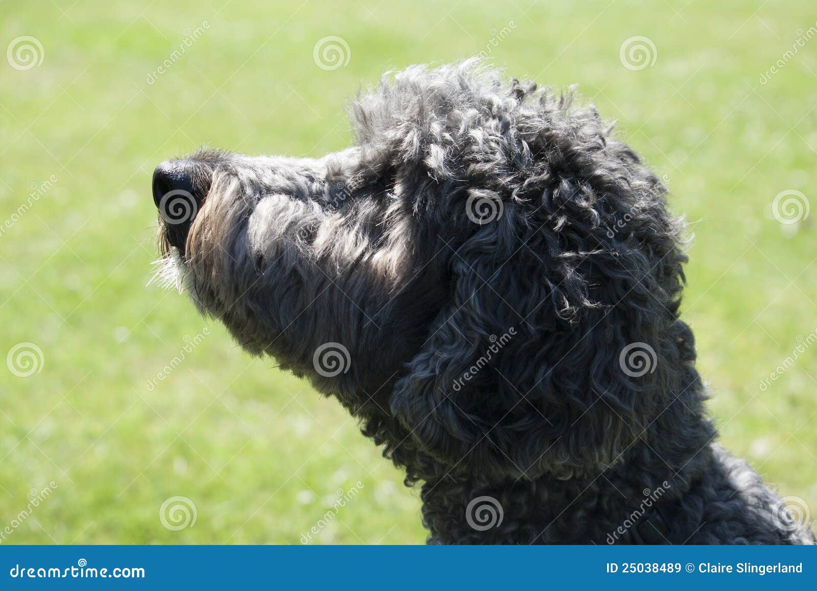 Een Labradoodle stock afbeelding. Image of poedel, pluizig - 25038489