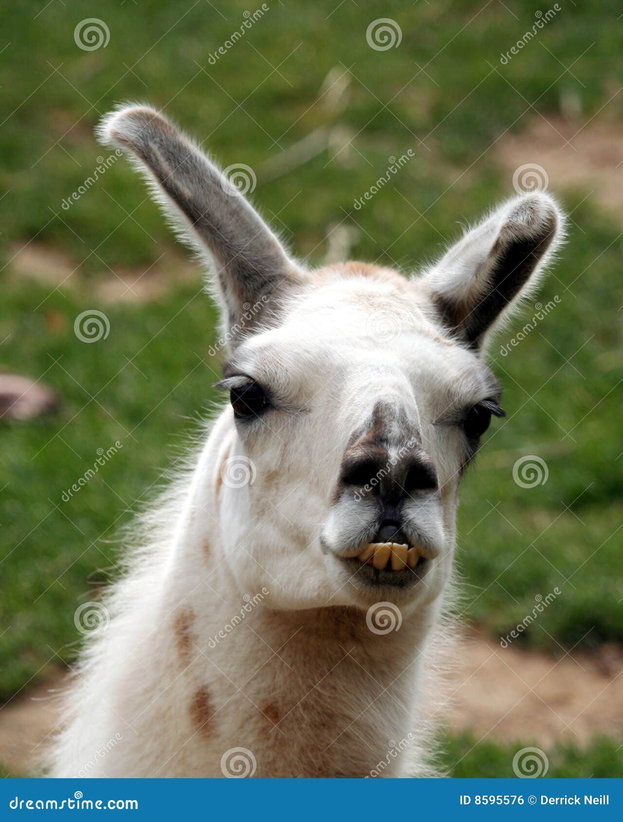 Een Lama, Een Zuidamerikaans Dier Stock Foto - Image of licht, groen ...