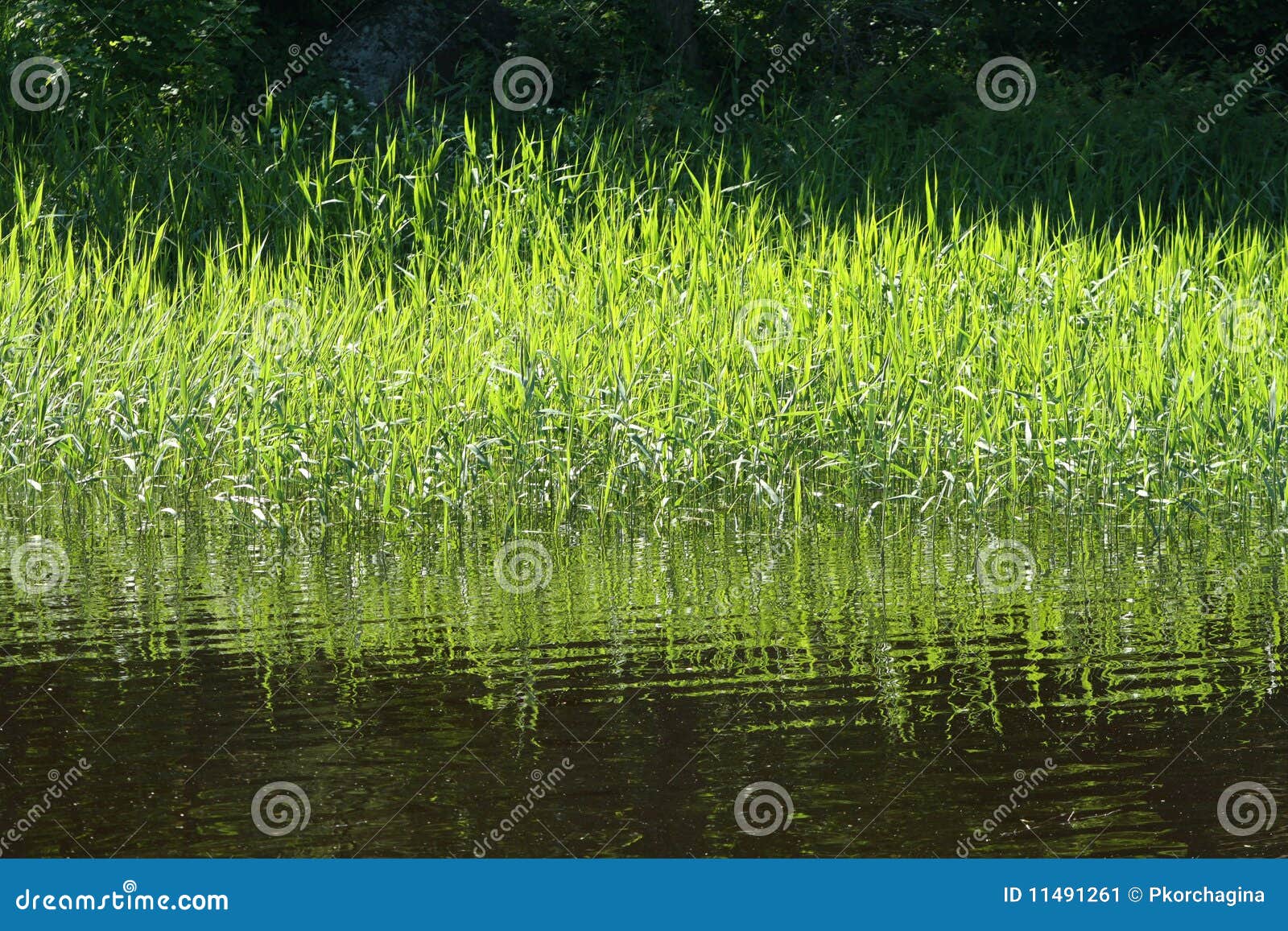 Een Landschap Met Water En Gras Stock Afbeelding - Image of gras ...
