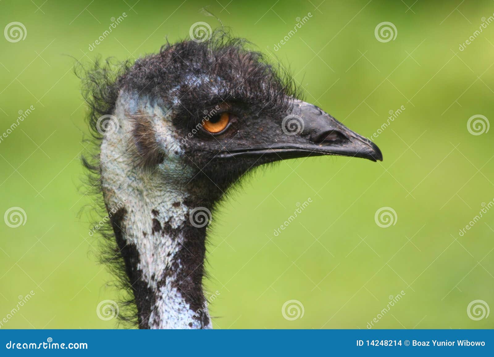 Een Lelijke Australische Emoe Stock Foto - Image of nave, australië ...