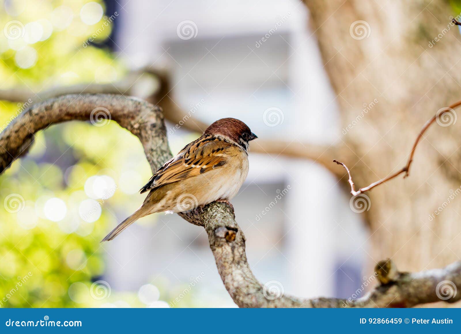 Een Leuke Kleine Duitse Mus Stock Afbeelding - Image of wild, duits ...