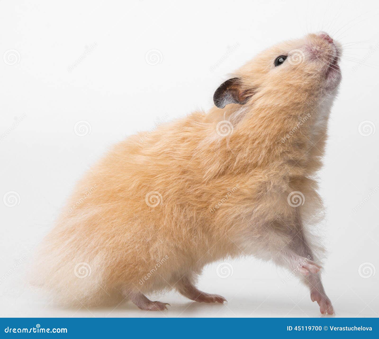 Een leuke kleine hamster stock foto. Image of gouden - 45119700