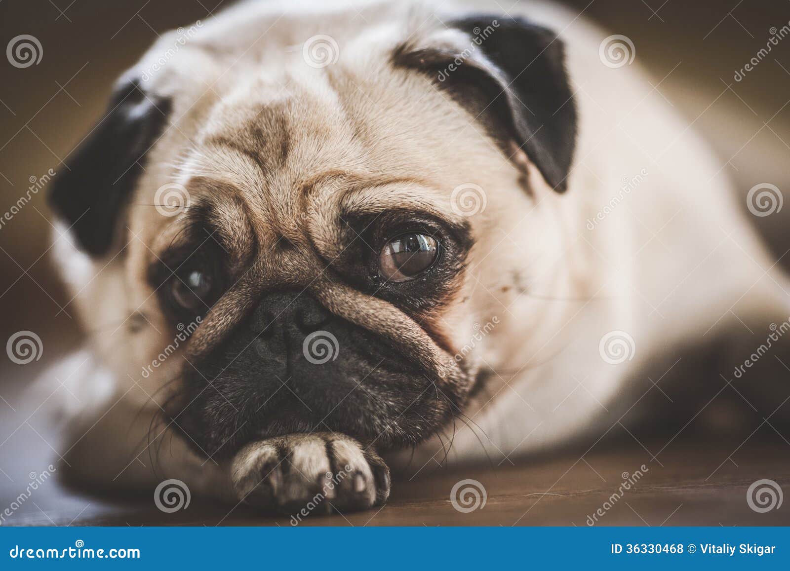 Een leuke Pug hond stock foto. Image of droevig, gedeprimeerd - 36330468