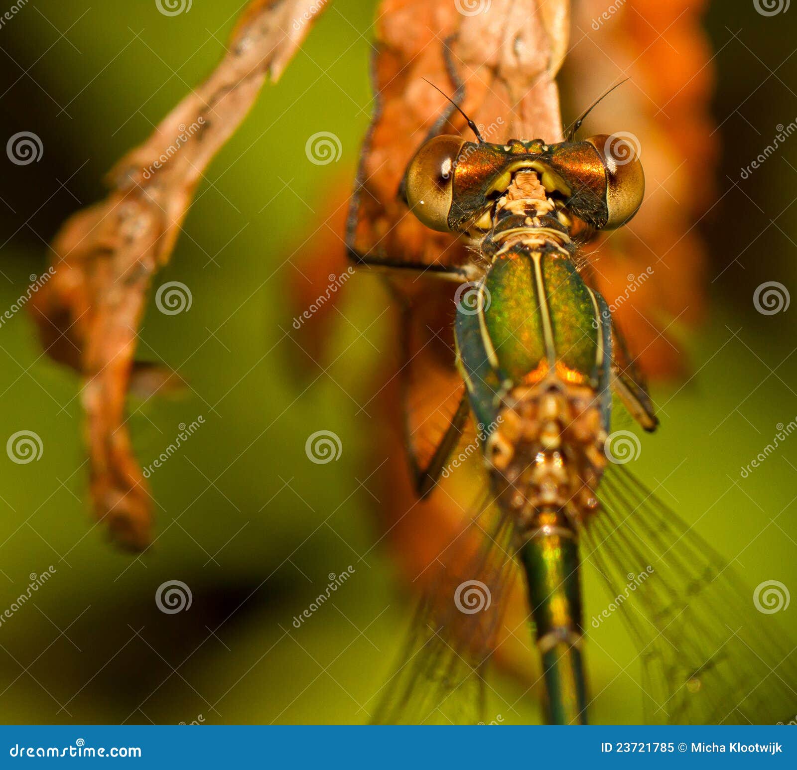 Een libel stock afbeelding. Image of nave, sinaasappel - 23721785
