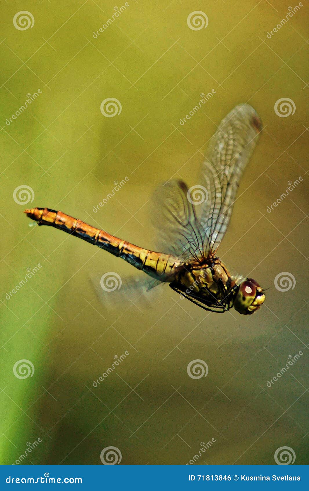 Een Libel Tijdens De Vlucht Stock Foto - Image of libel, kleur: 71813846