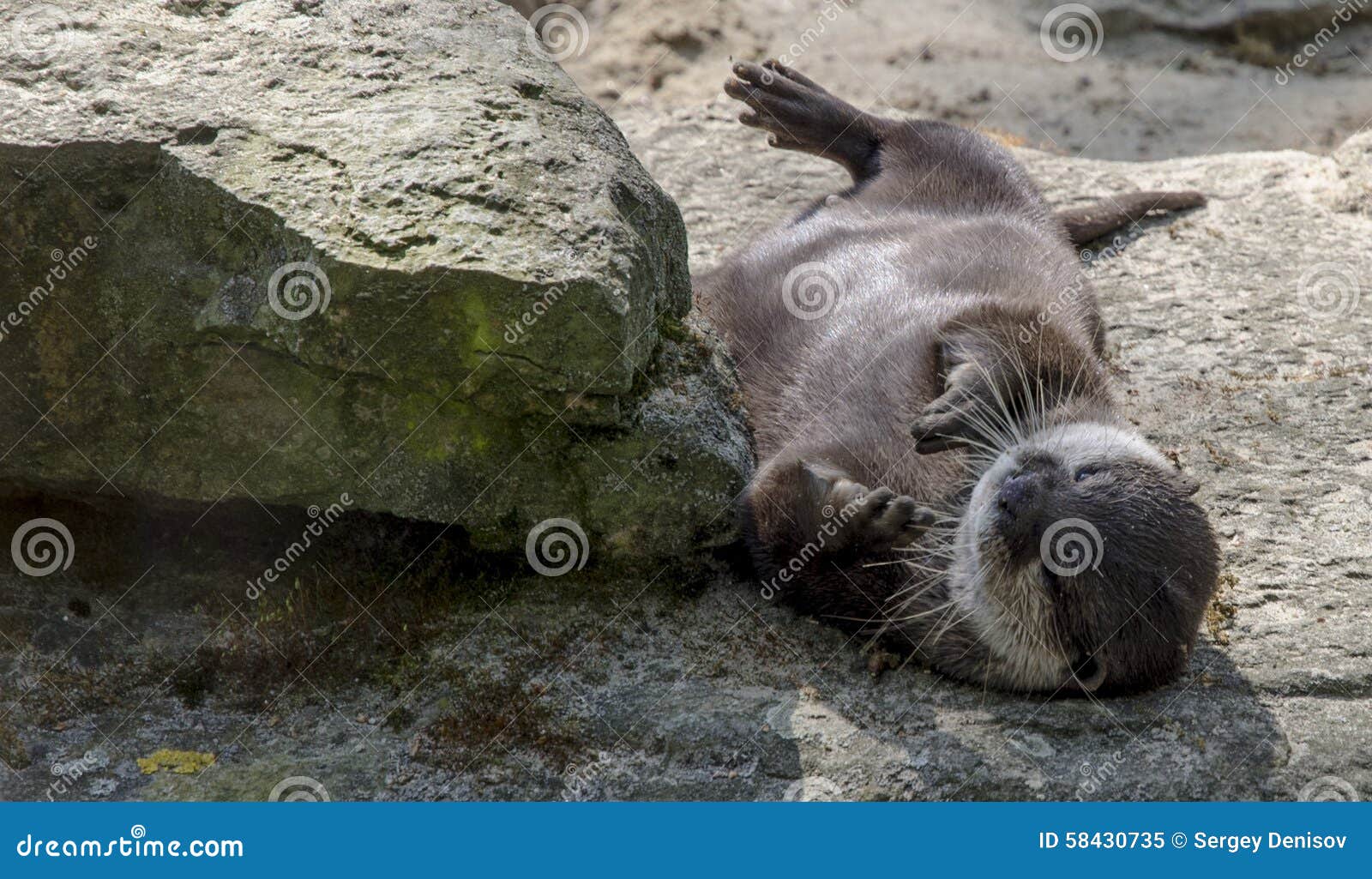 Een lui dier stock afbeelding. Image of wild, rots, achter - 58430735