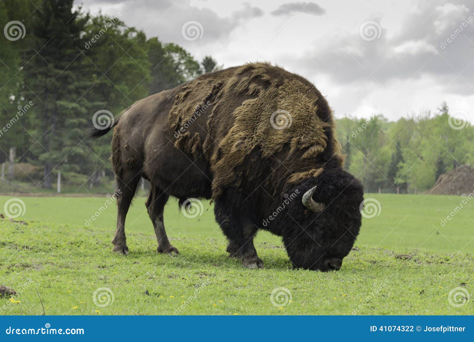 Een Massieve Amerikaanse Buffel Stock Foto - Image of groen, amerikaans ...