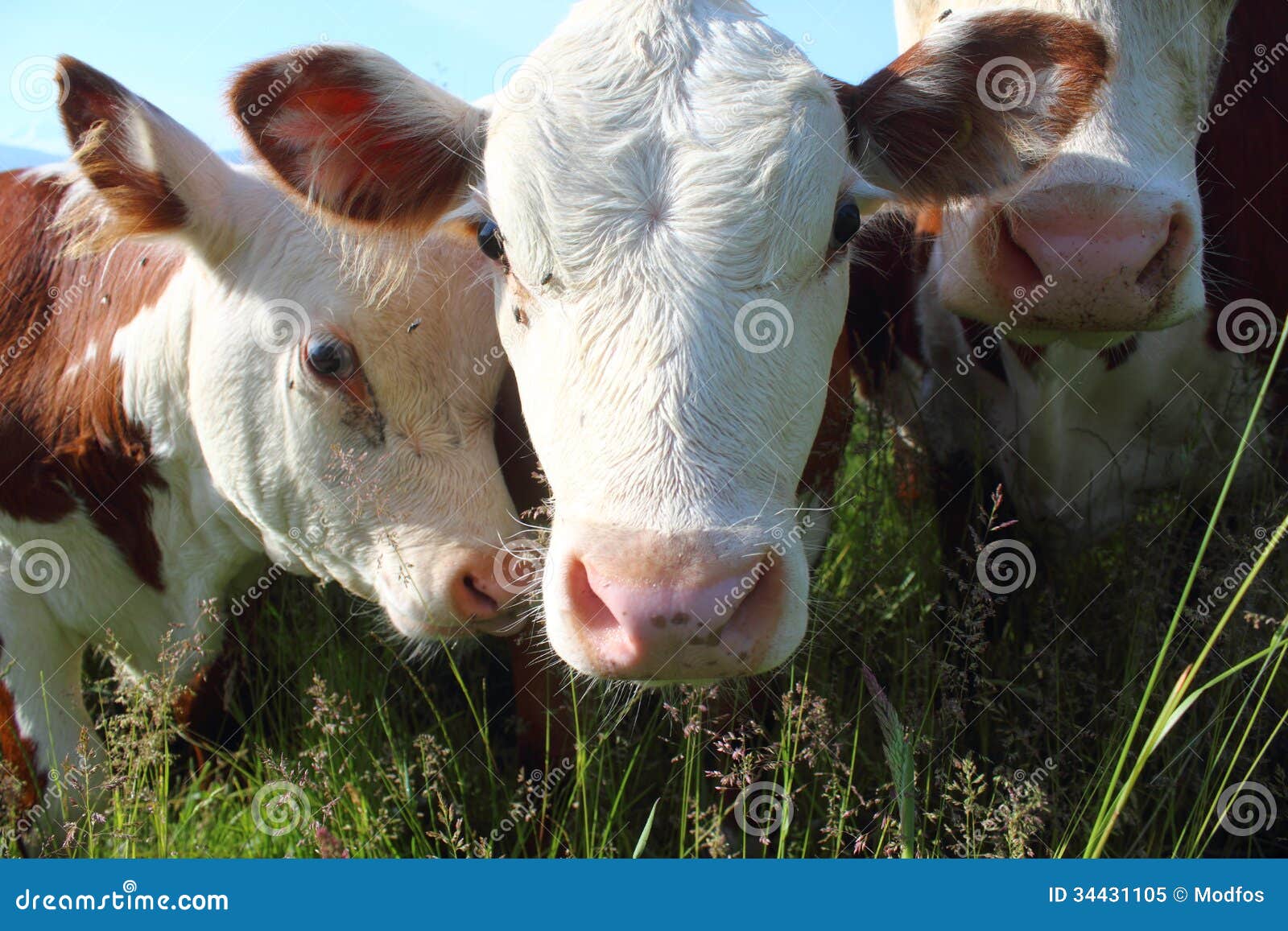 Een Melkkoe en Haar Kalf stock afbeelding. Image of mondstuk - 34431105