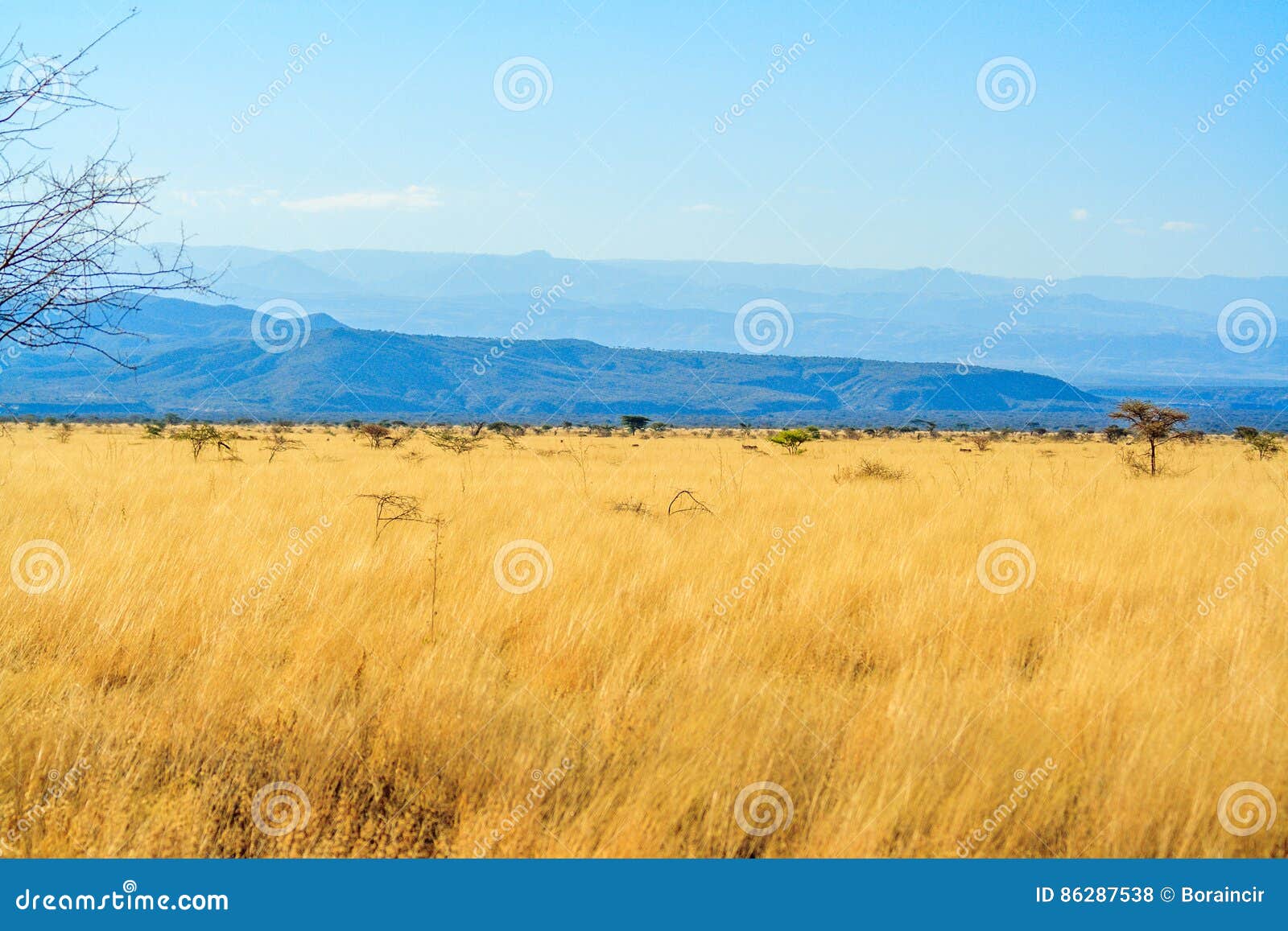 Een Mening Van Afrikaanse Savanne Stock Foto - Image of boom, park ...